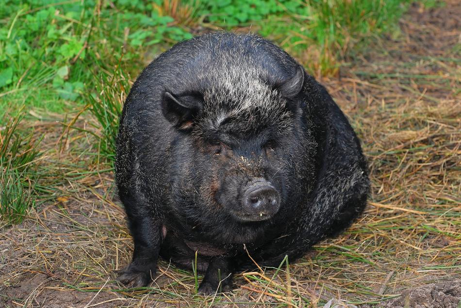 Pig Sit Massive Pot Bellied free image download