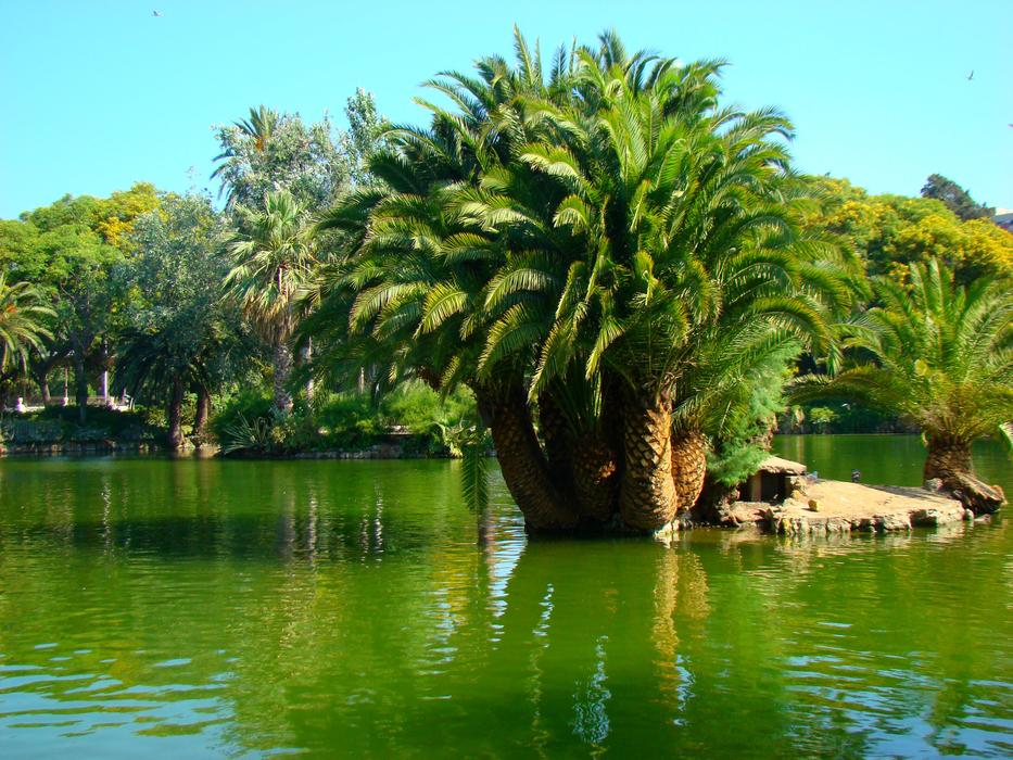 Barcelona Tree free image download