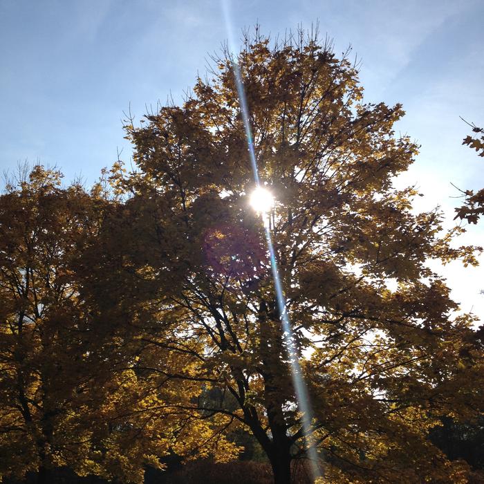 Autumn Tree Fall sun sky free image download