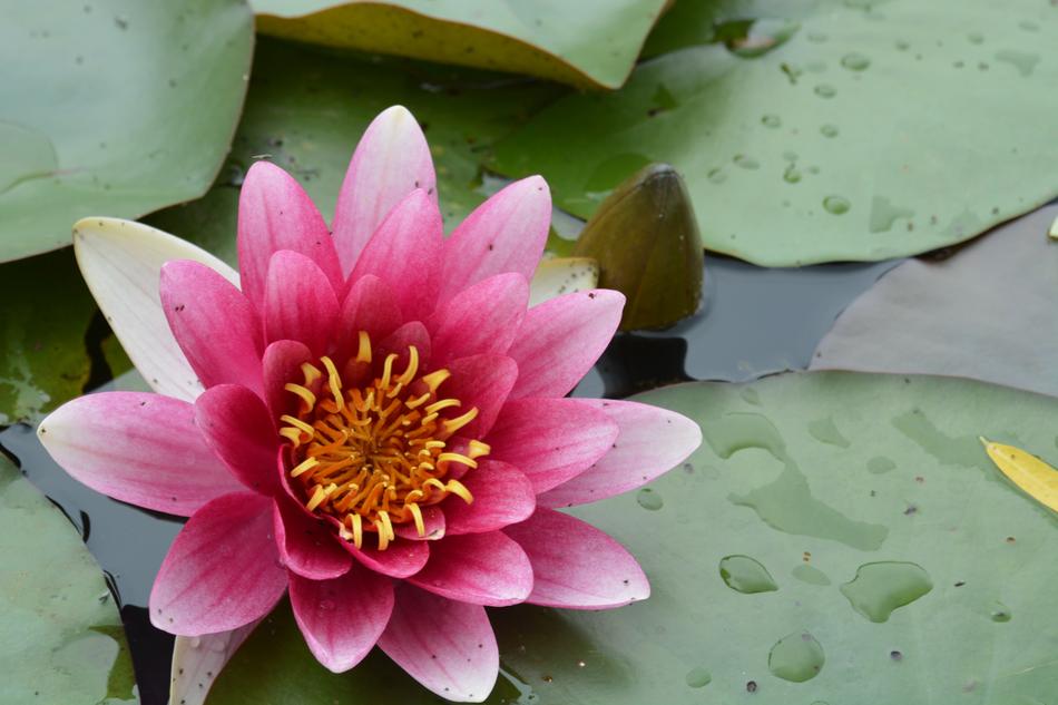 Lotus Red Leaf Water free image download