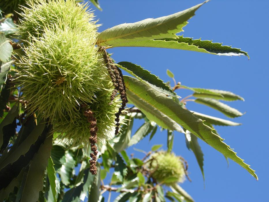 Chestnut Castanea tree free image download