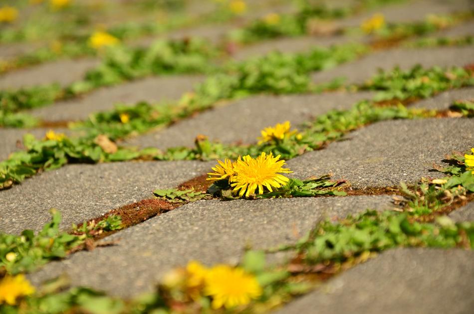 Dandelion Patch Crack free image download