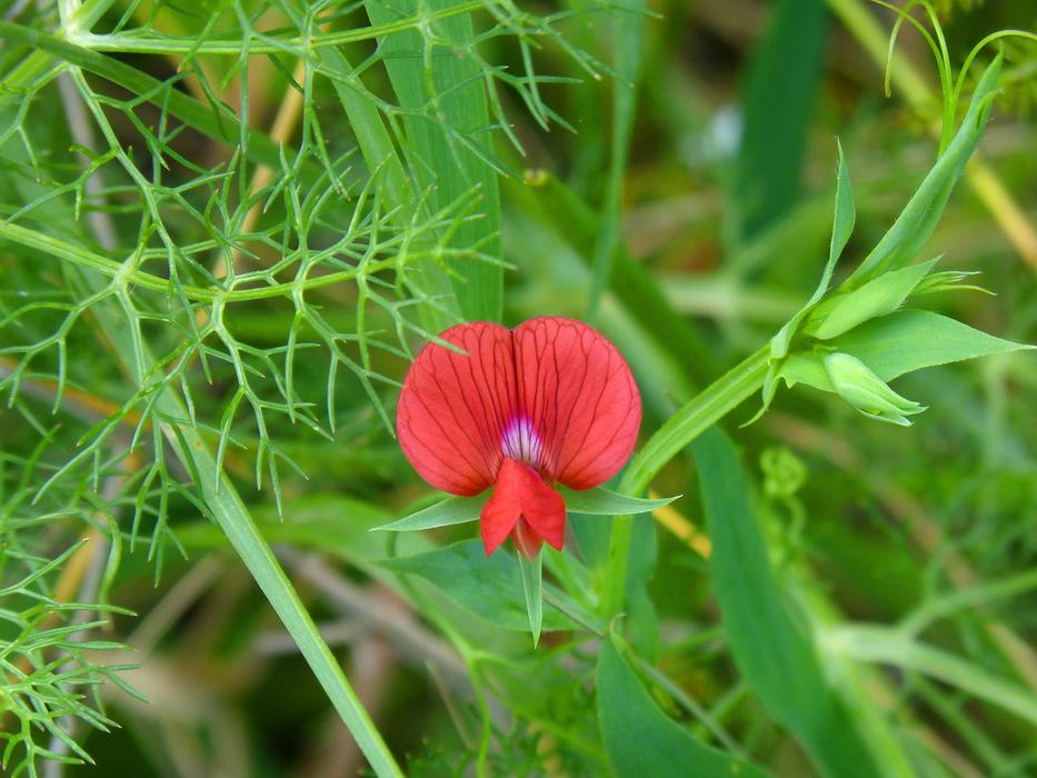 Wild Flower Pea Red free image download