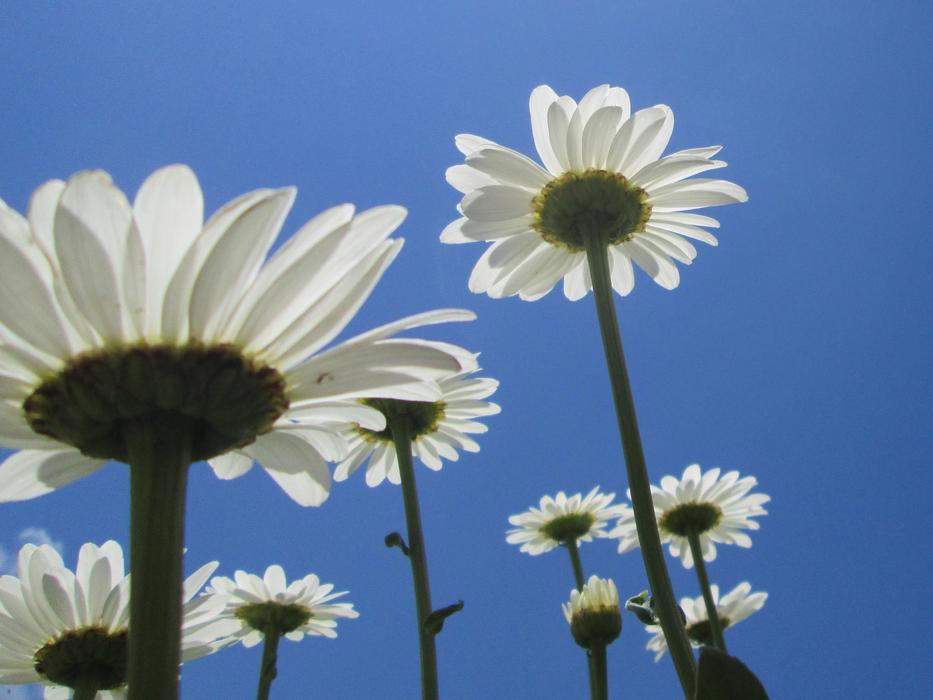 Dailies Flowers free image download