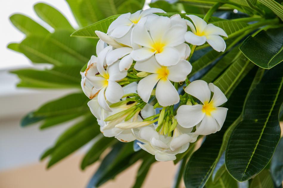 Flowers Frangipani free image download