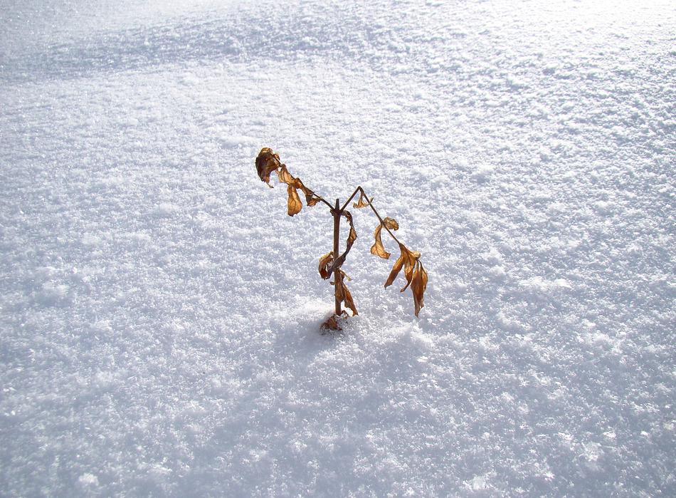 Snow Winter Bush free image download
