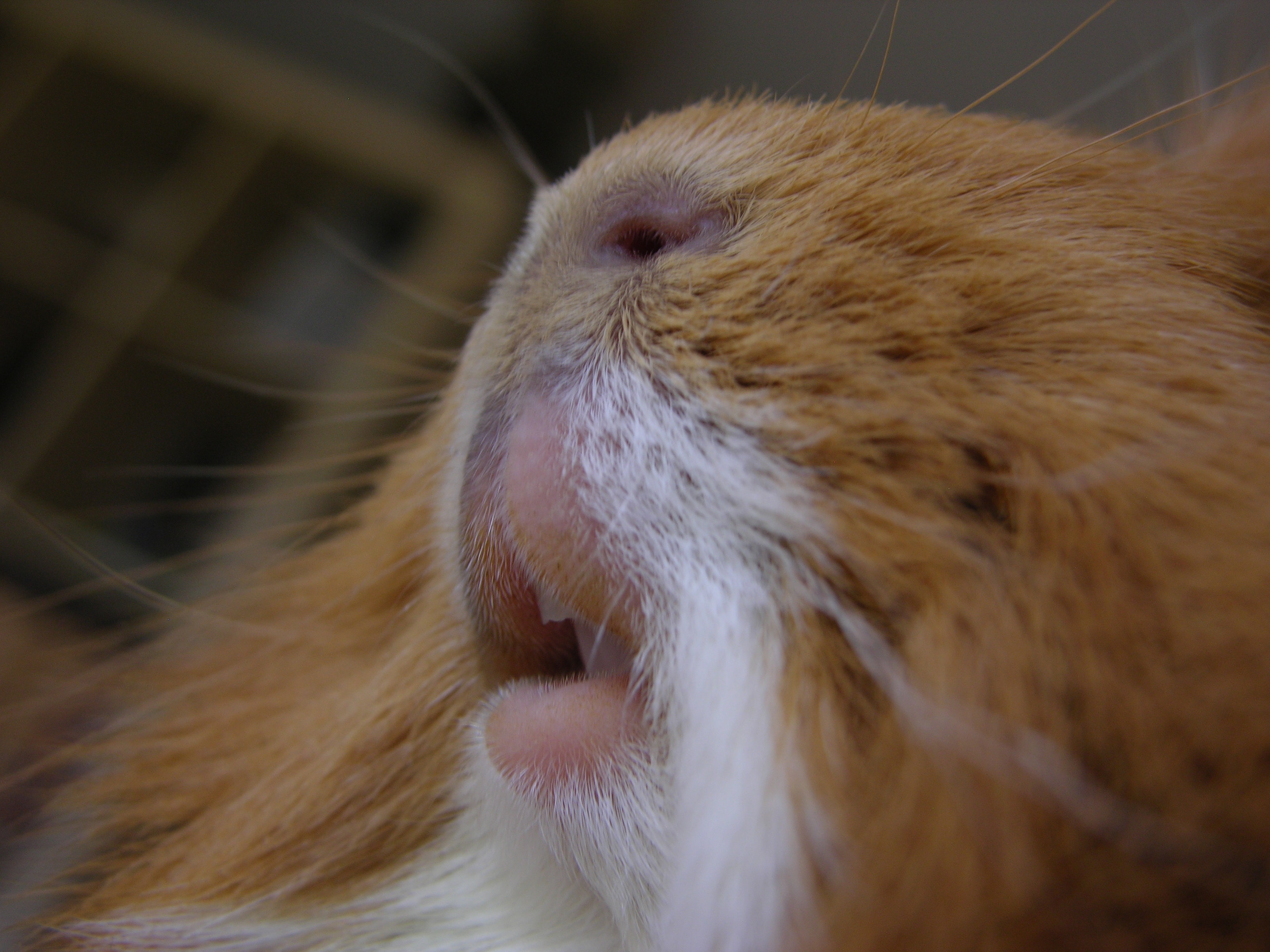 Guinea Pig Close Up Cavy Teeth free image download