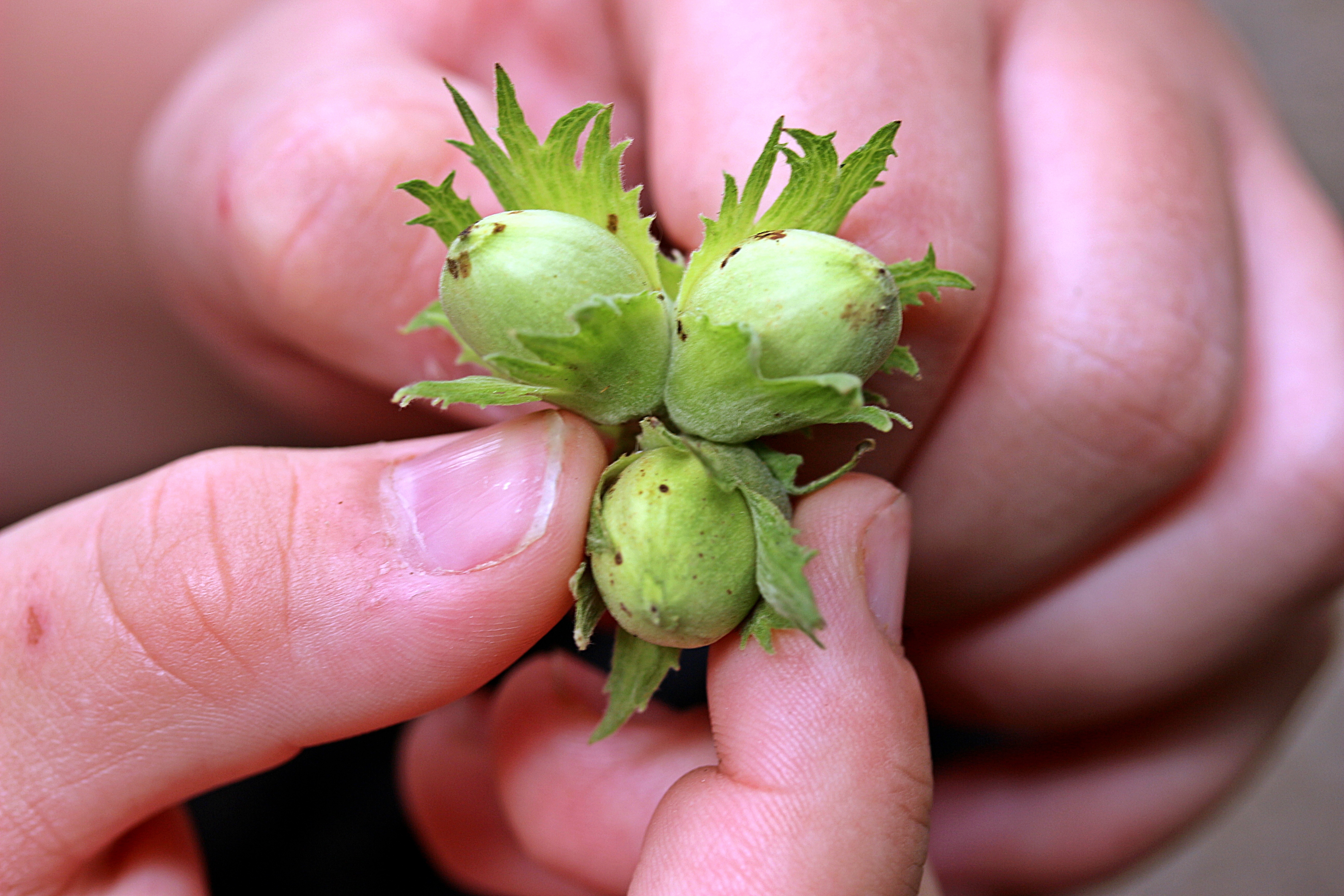 Nuts Hazelnuts Hands free image download
