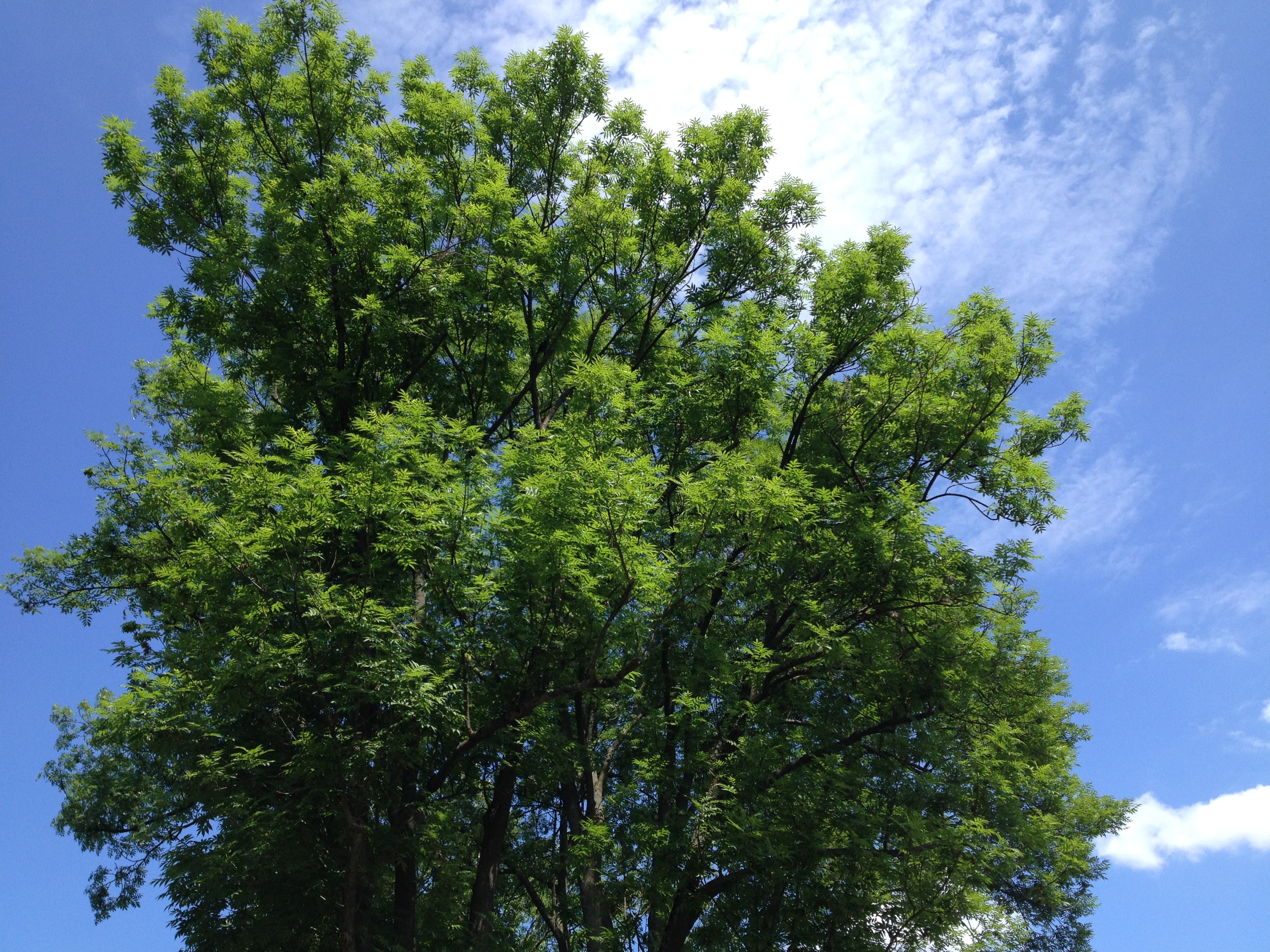 Tree Sky Clouds free image download