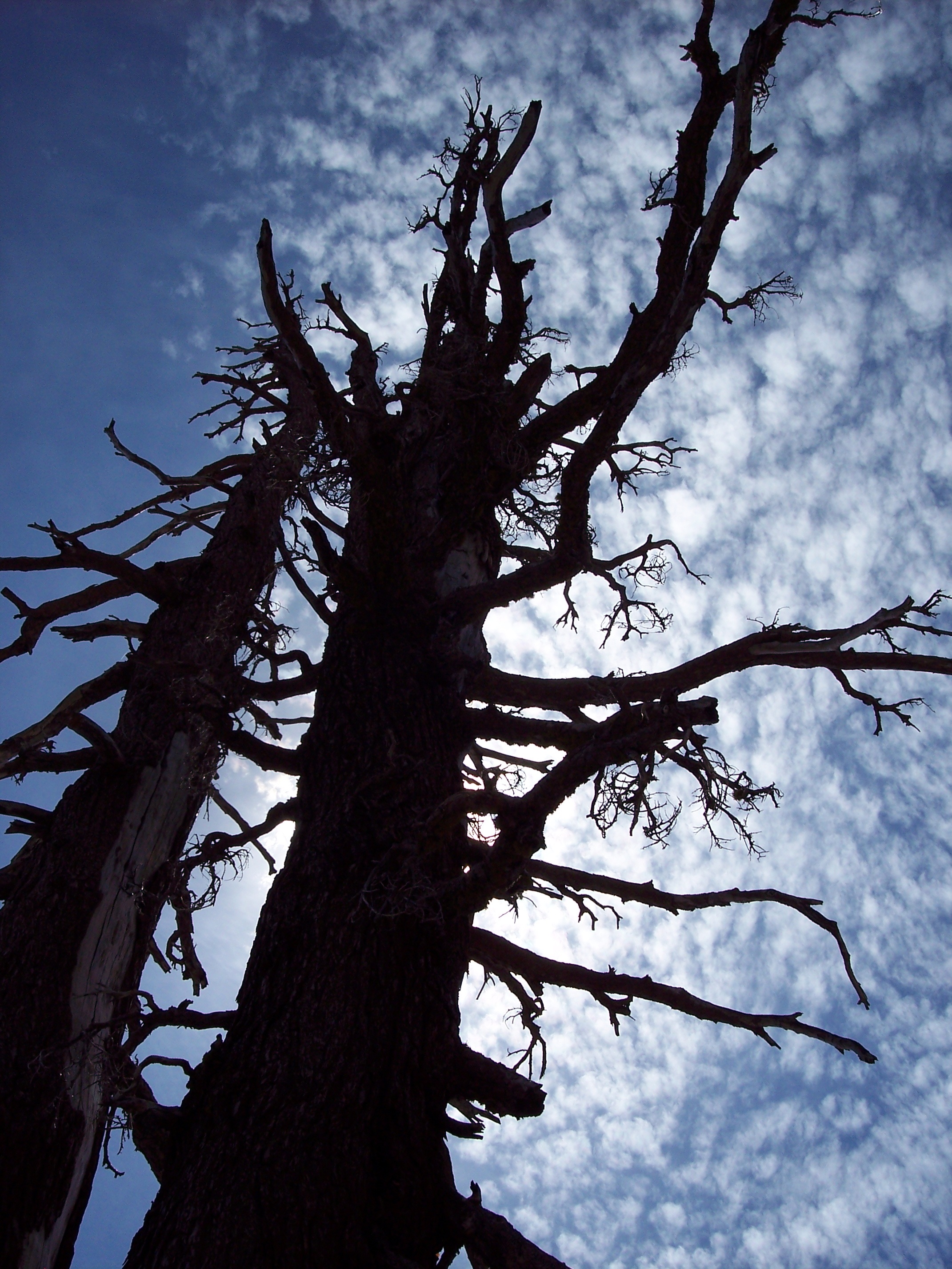 Tree Sky Cloud free image download