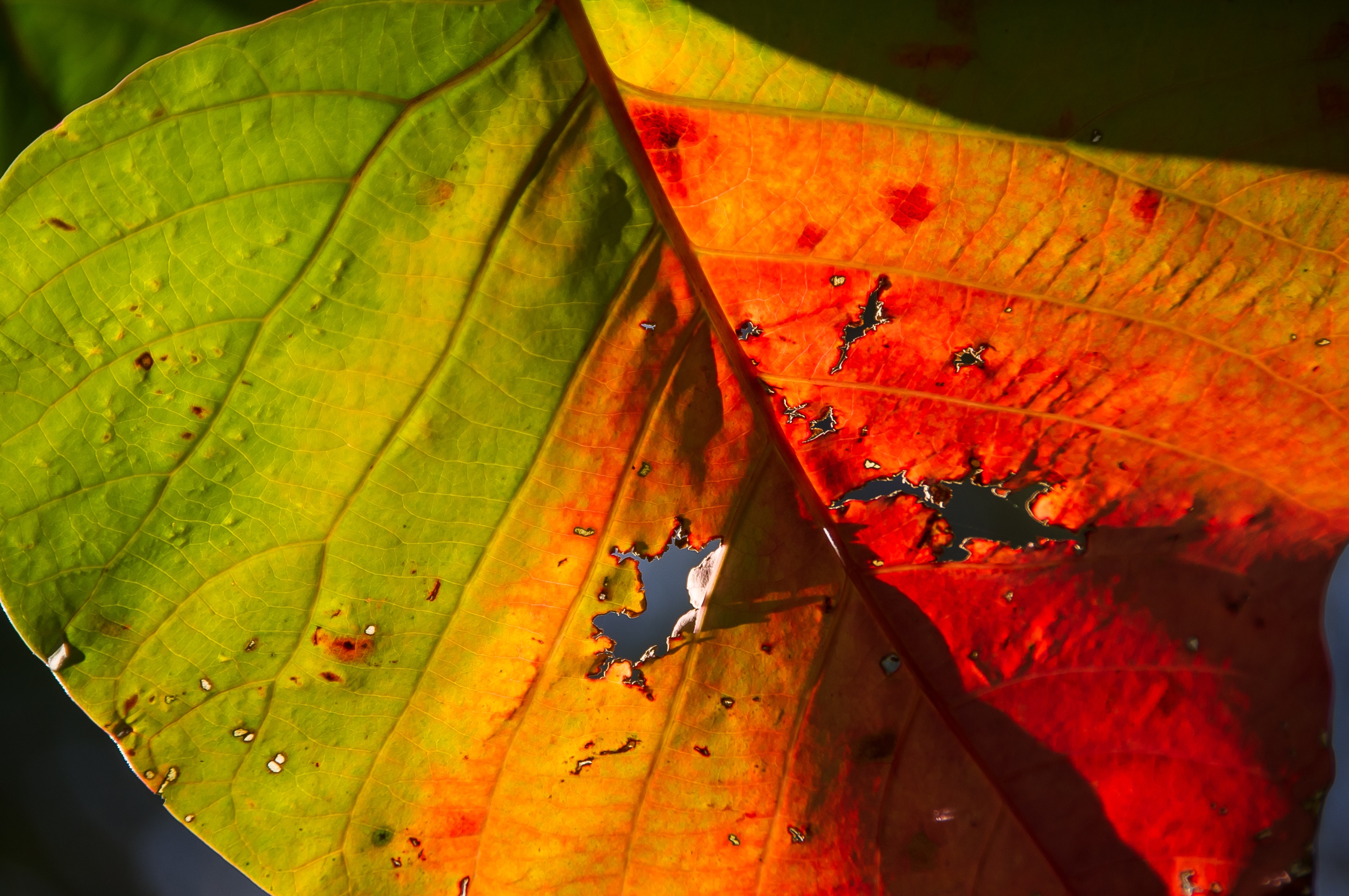 Colourful Bright Bleeding Leaf free image download
