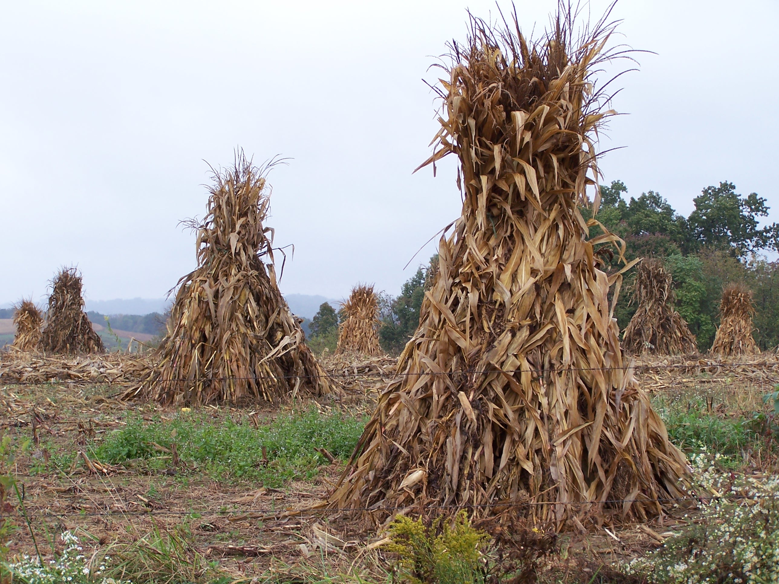 Amish Corn free image download