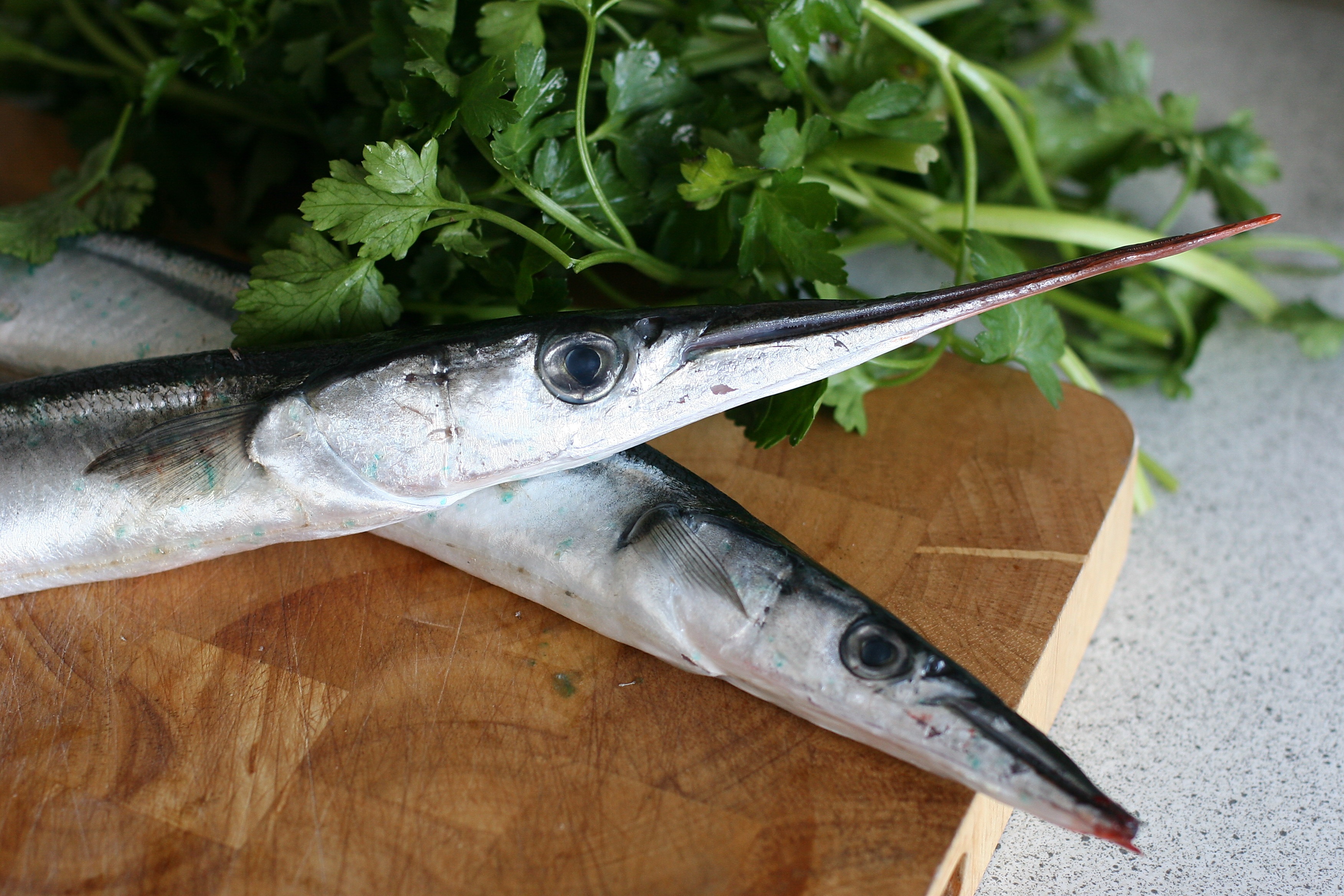 Garfish Fish Spring free image download