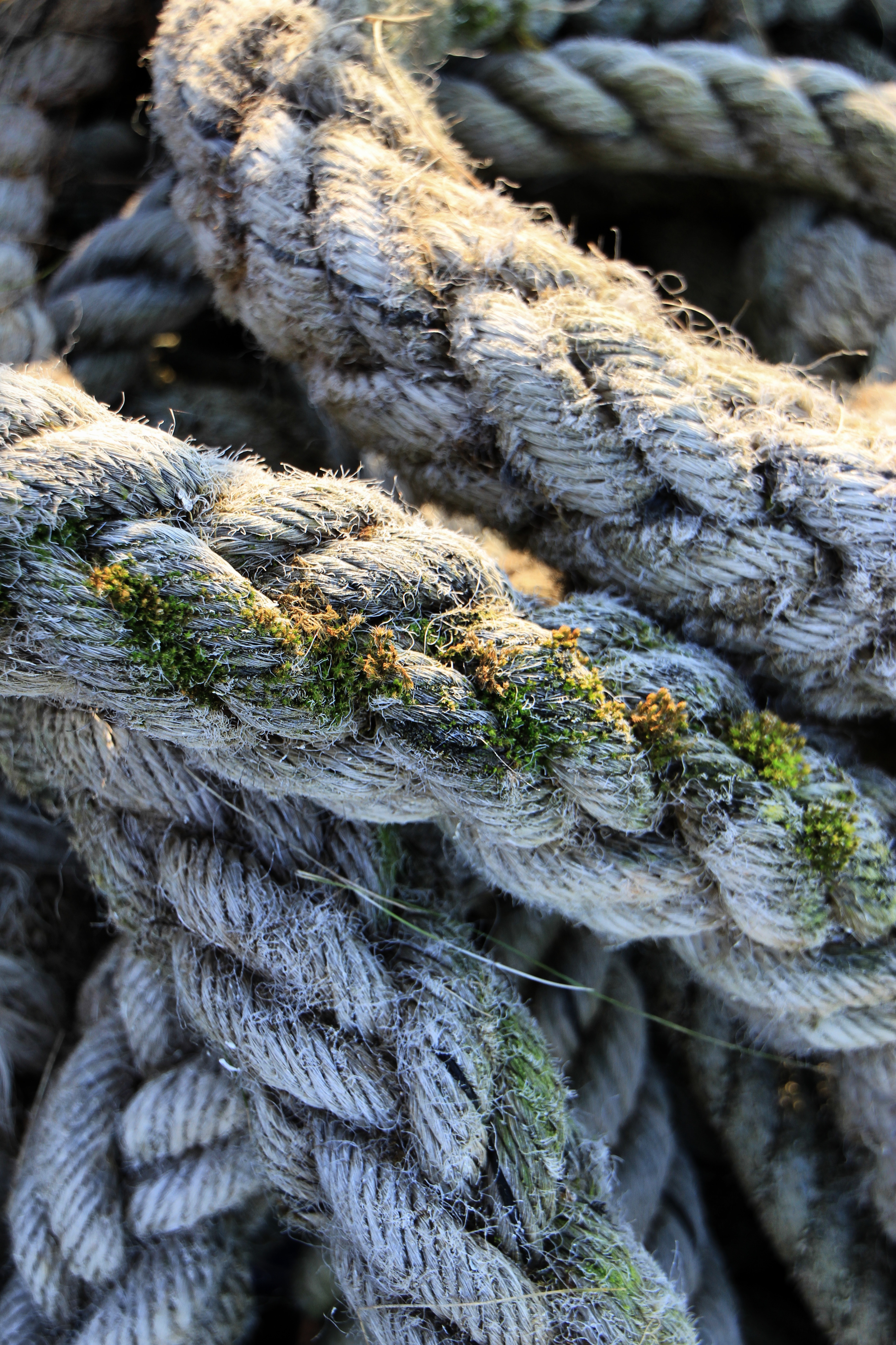 Rope Moss free image download