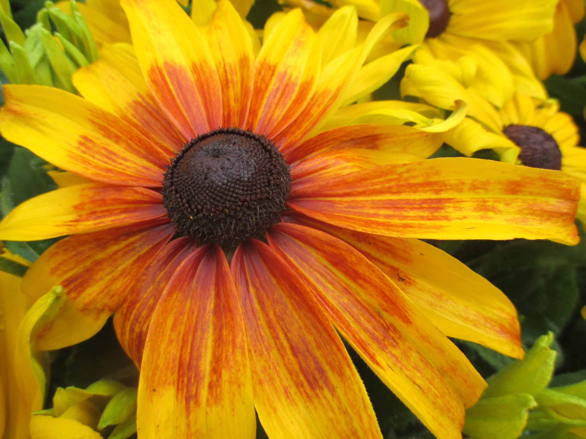 Blossom Bloom Macro free image download