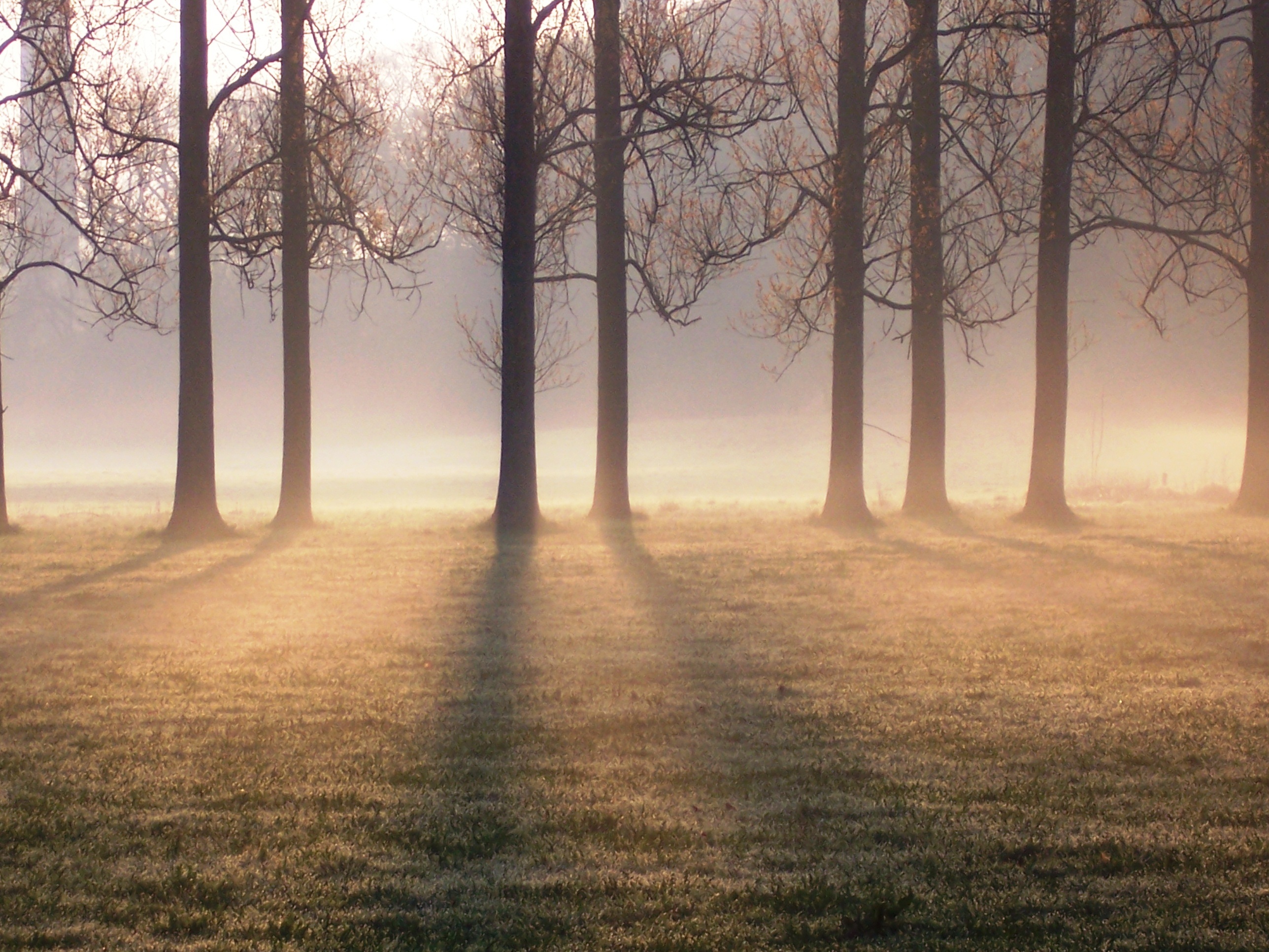 Trees Mood Fog free image download