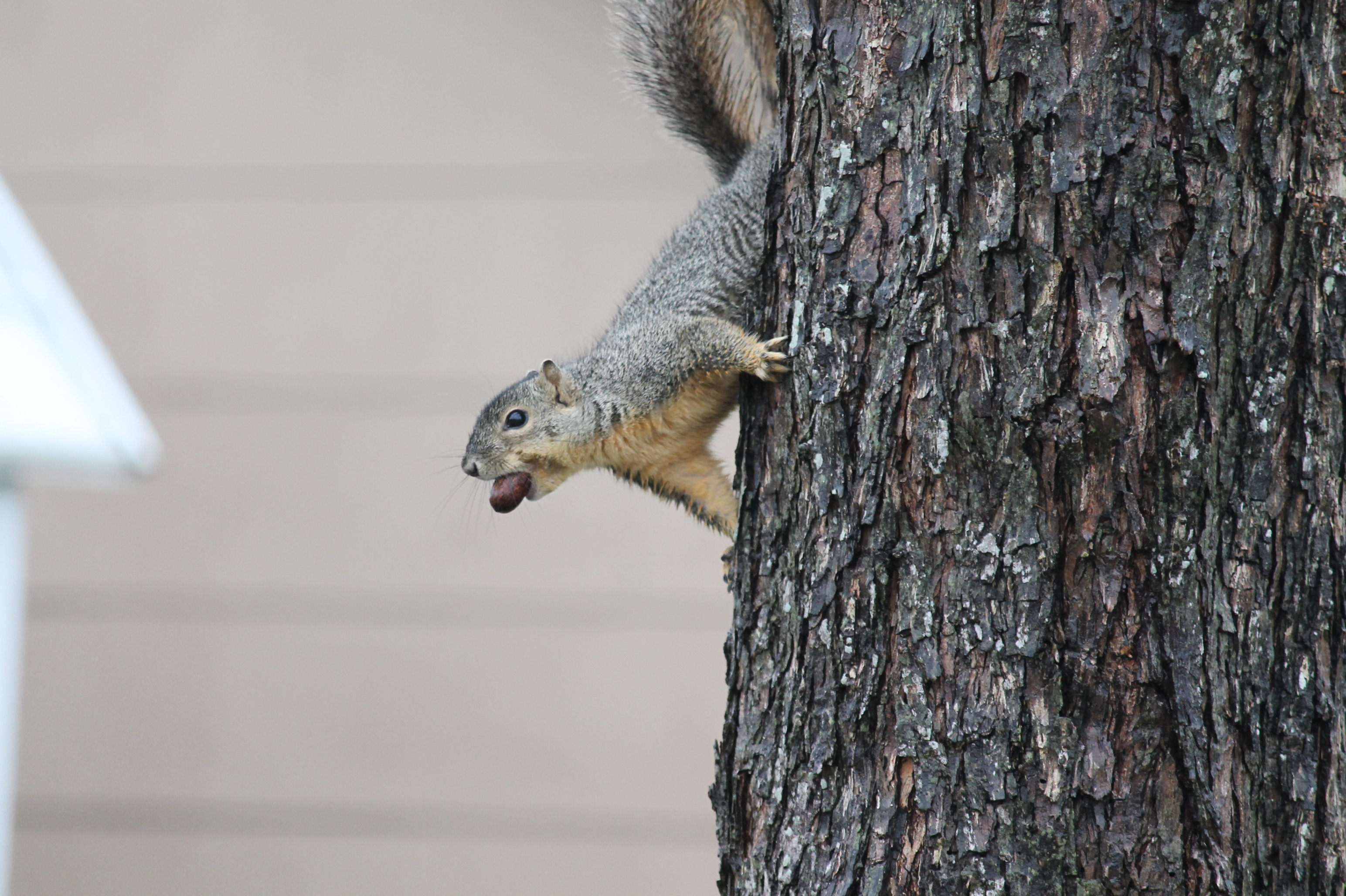 Squirrel Nut free image download