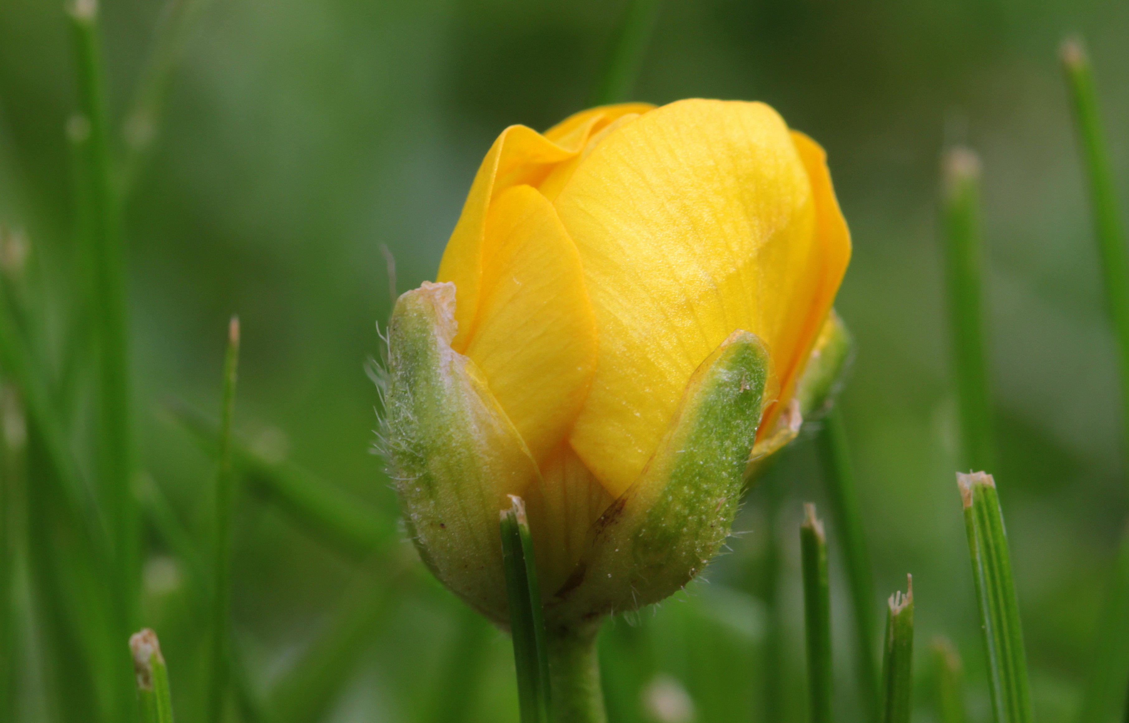 Sharp Buttercup Ranunculus Acris free image download