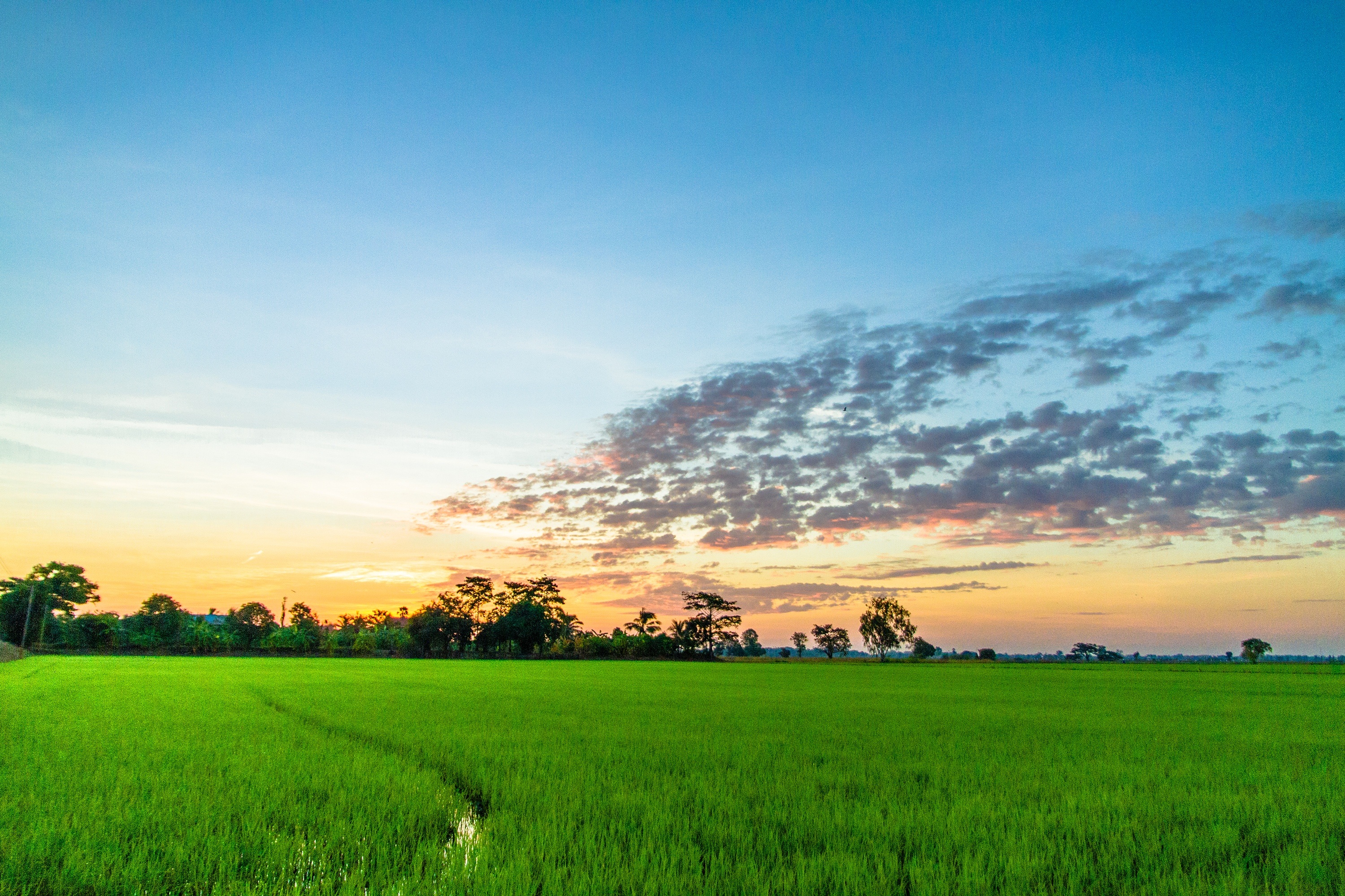 Rice Field horizon free image download
