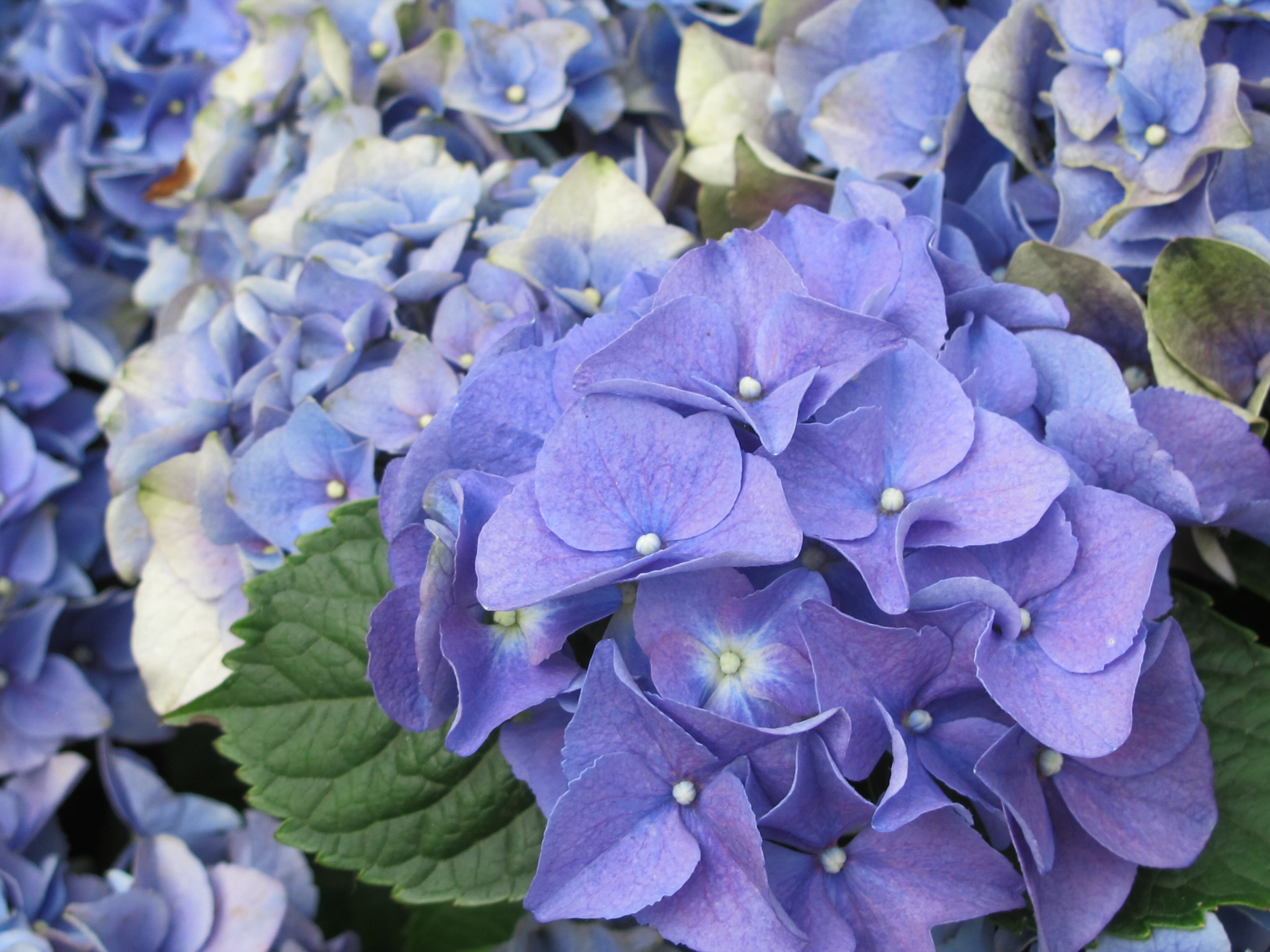 Hydrangea Floral Petal free image download