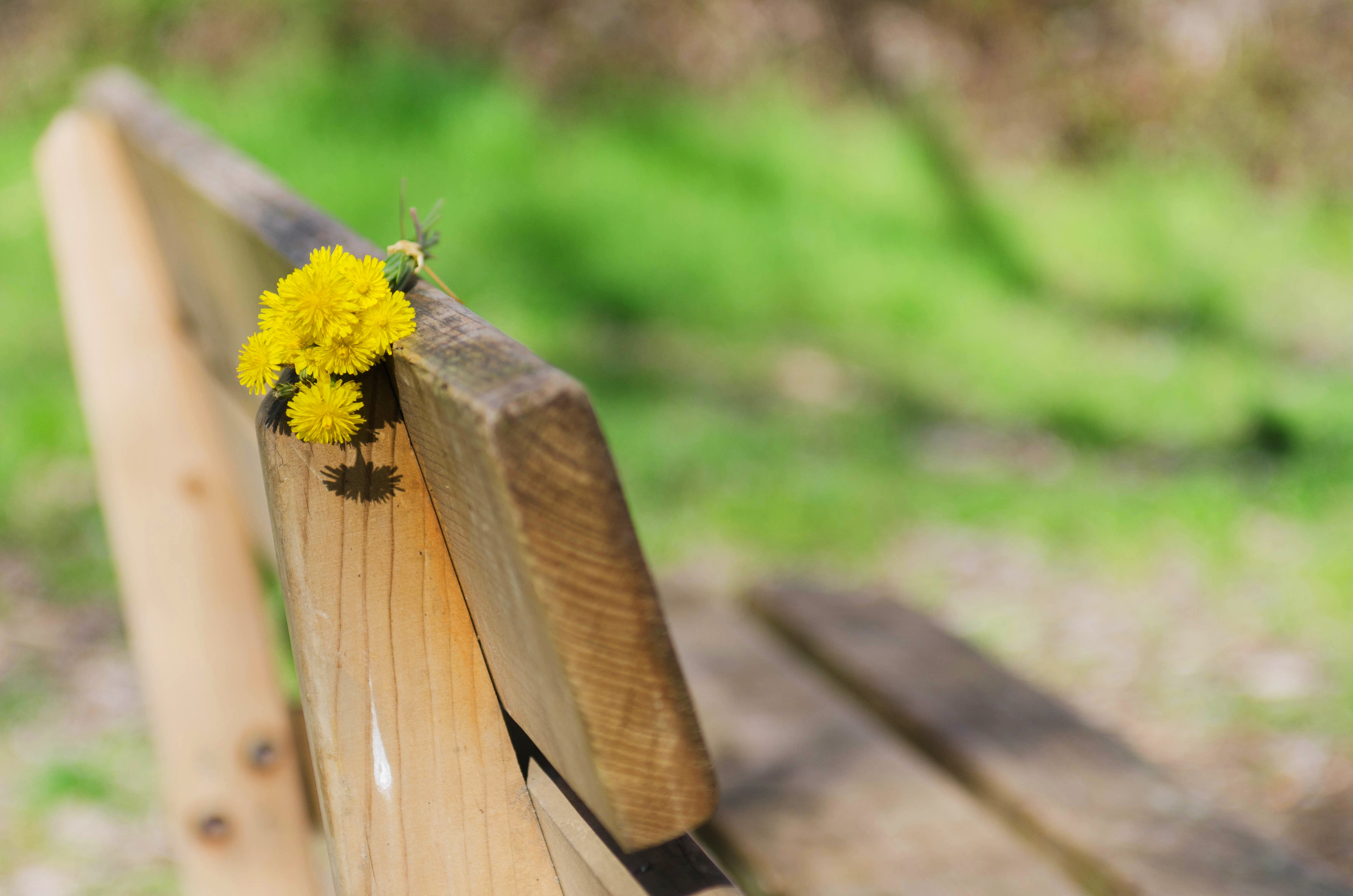 Bank Flowers Yellow Wild free image download