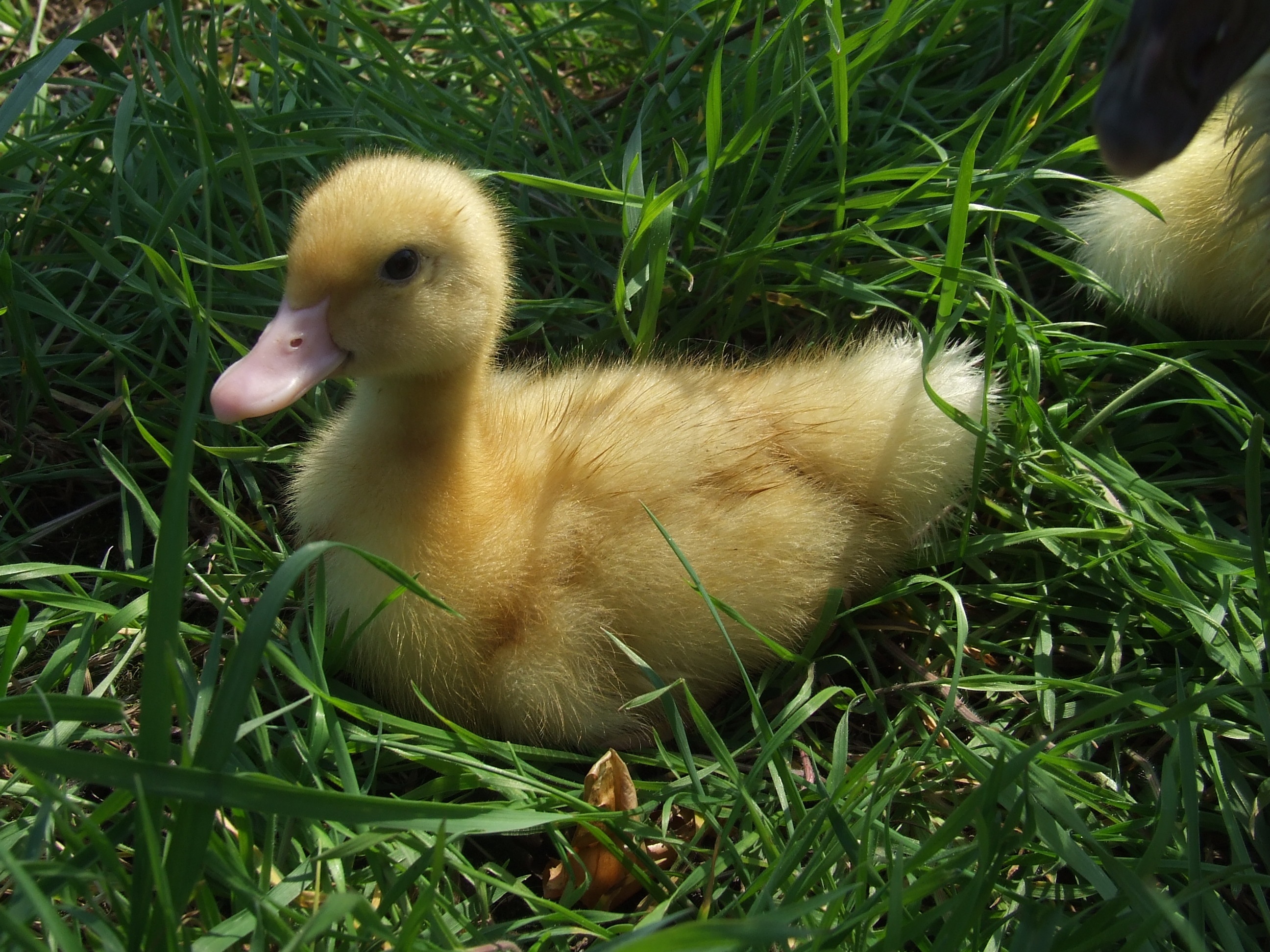 Duckling Yellow Small free image download