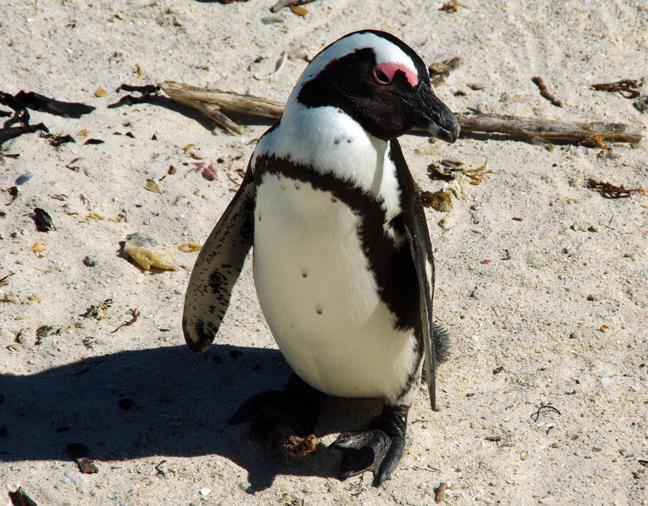 South Africa Shore Penguin The free image download