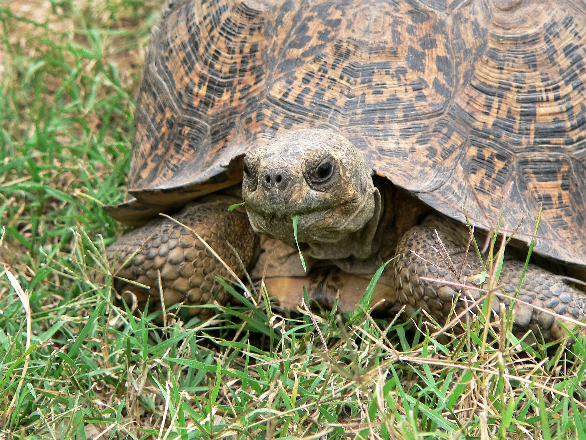 Turtle Eat Grass Giant free image download