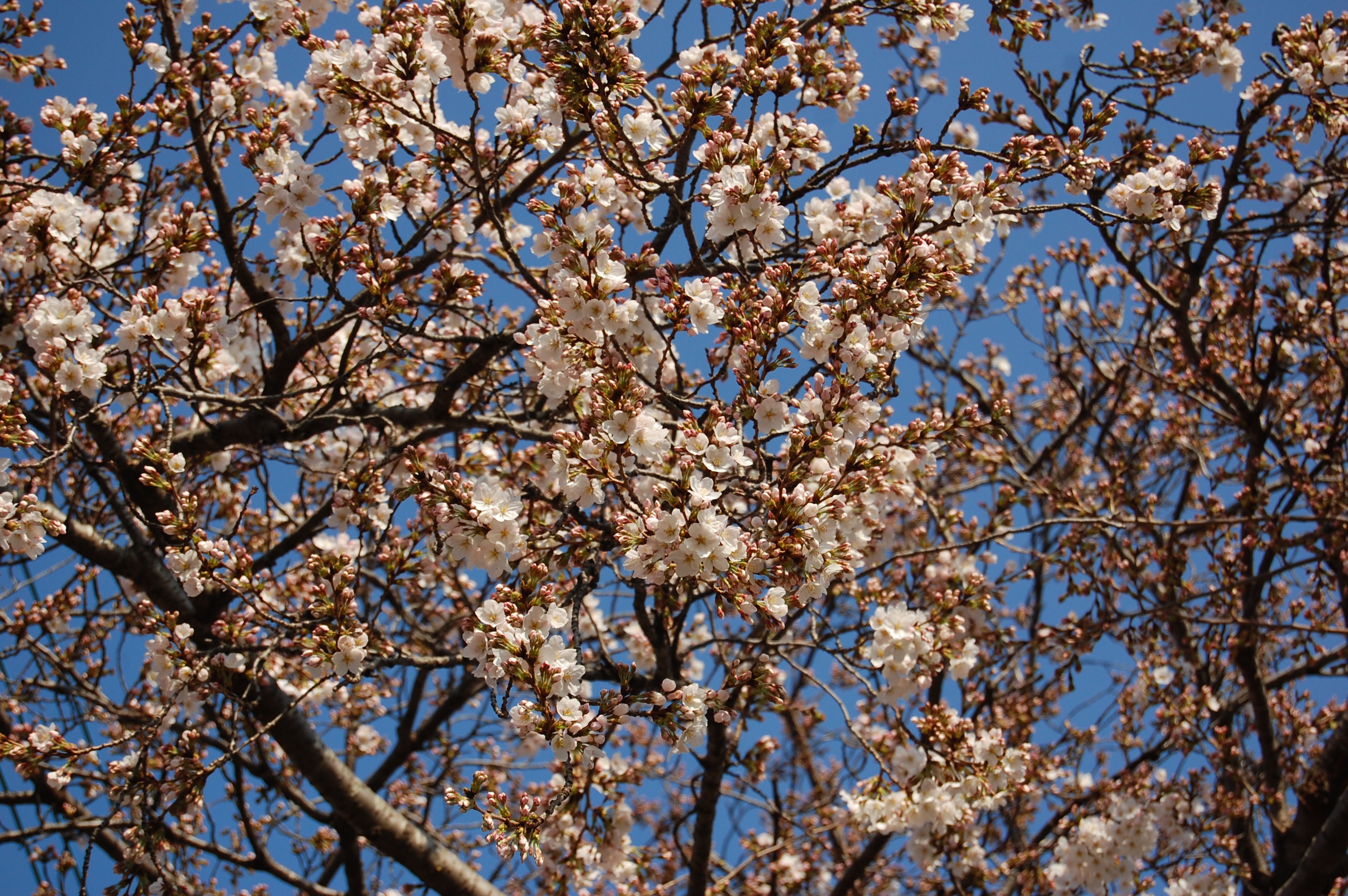 Cherry Blossoms Spring Blue free image download