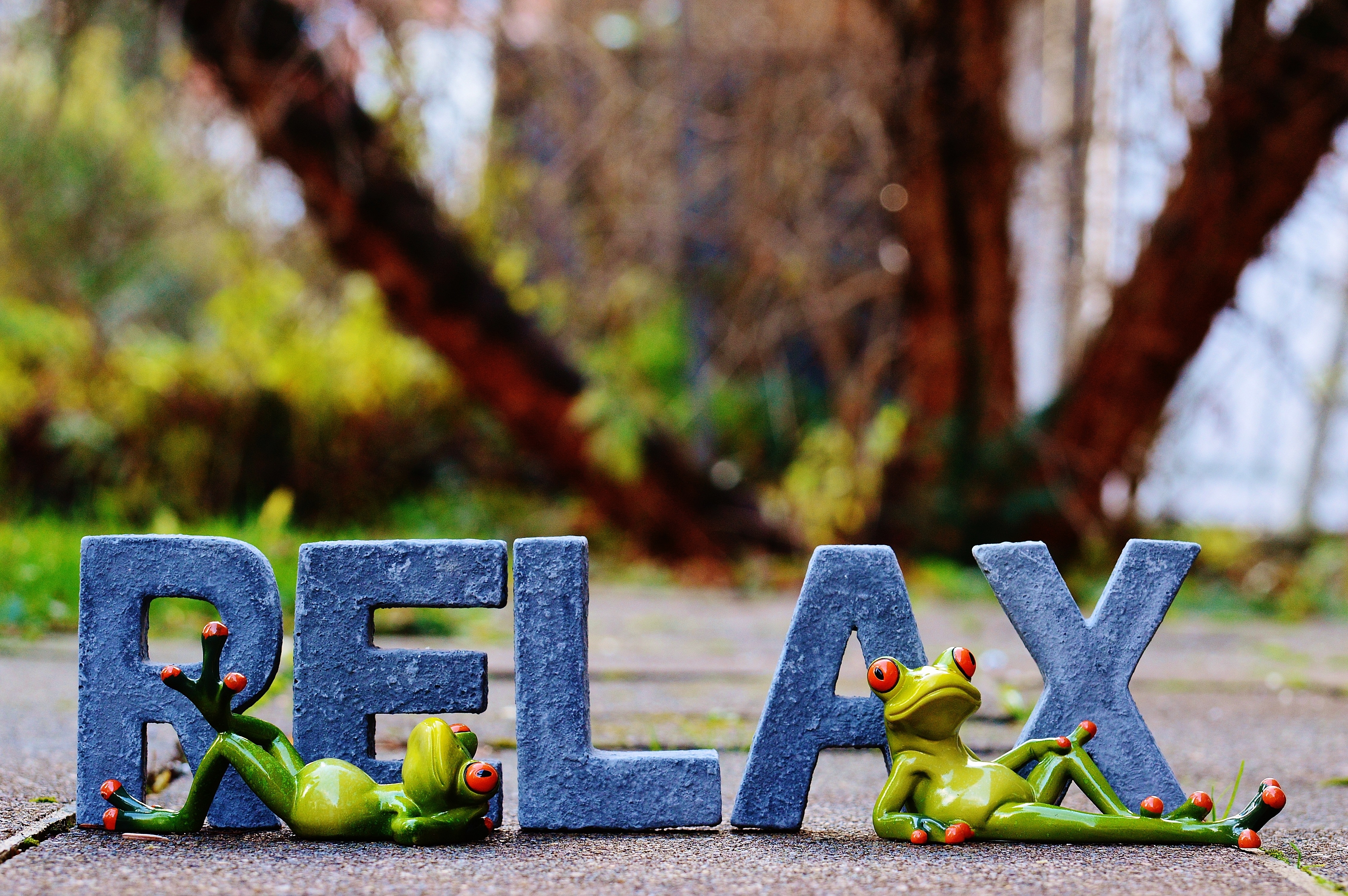 Relax Frogs Rest free image download