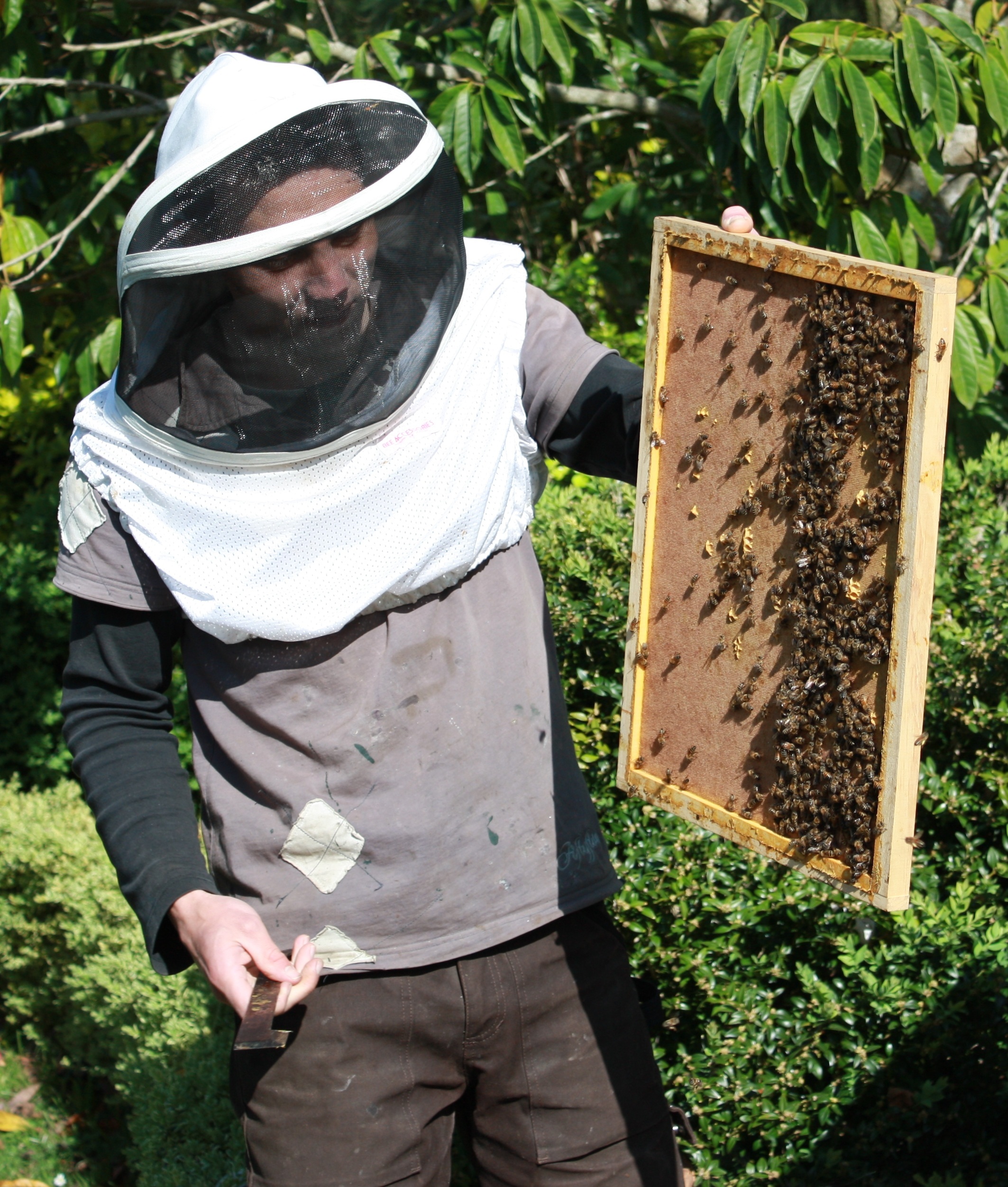 Bees Beekeeping free image download