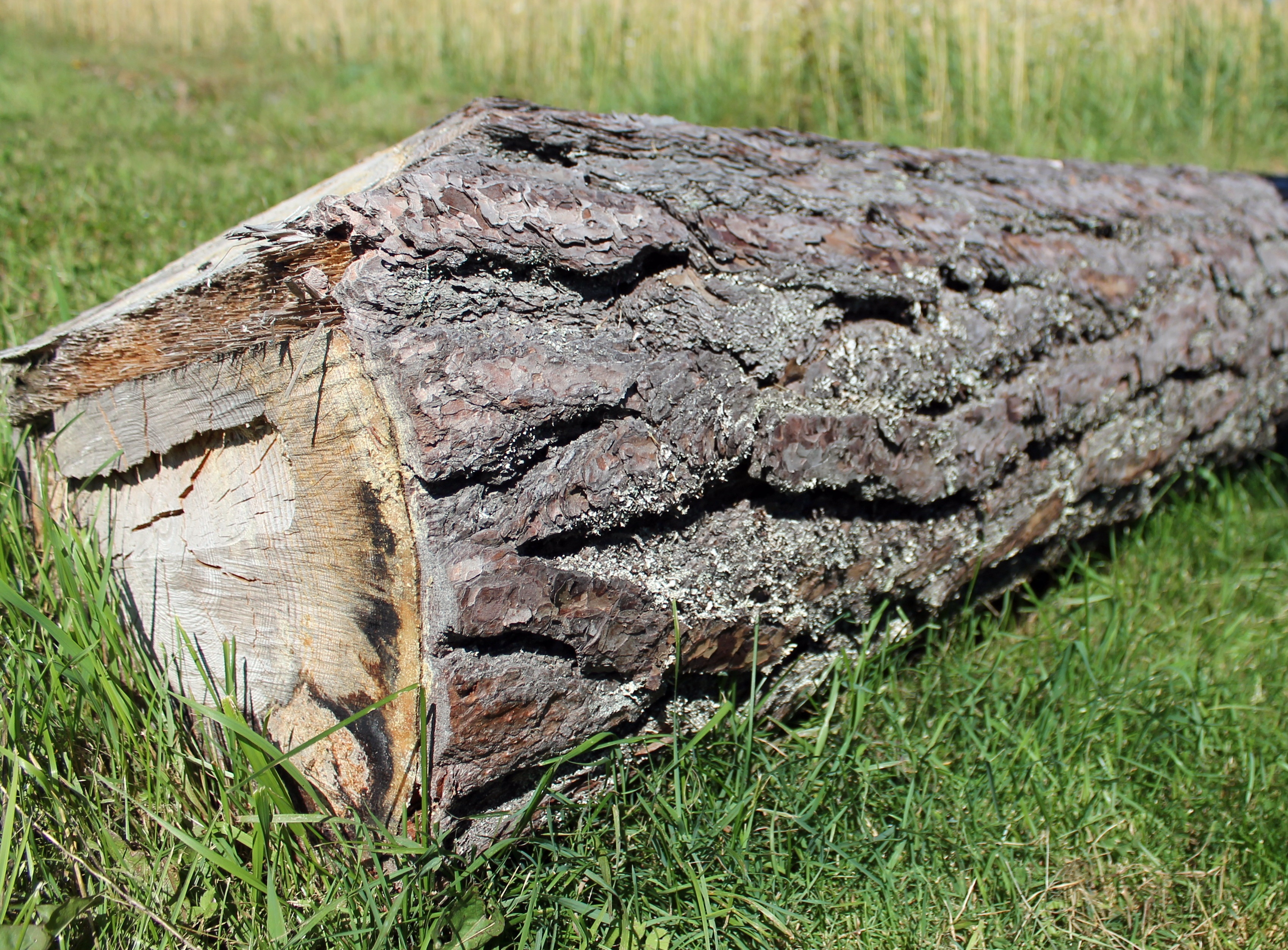 Log Timber Cut free image download