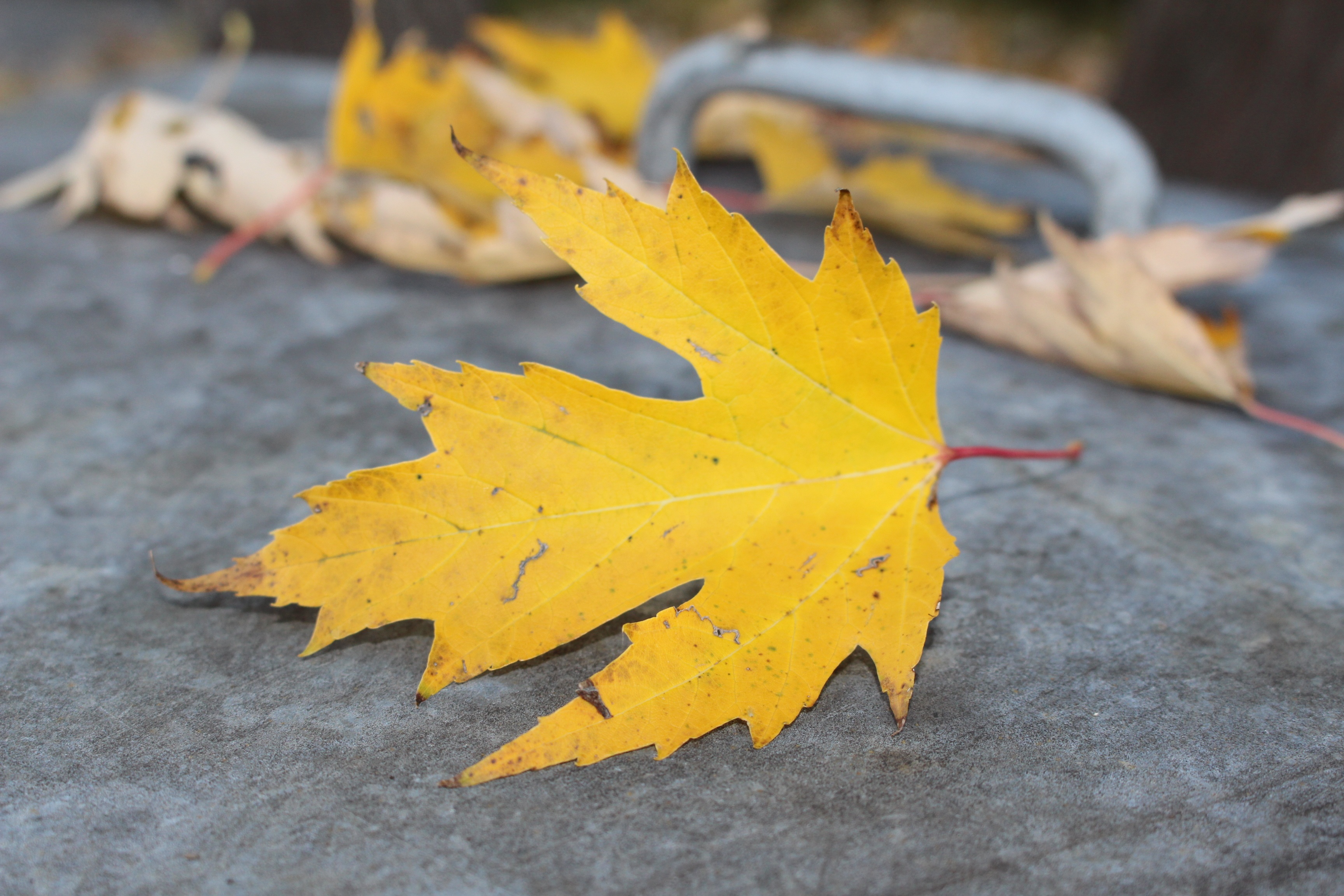 Maple Leaf Autumn free image download