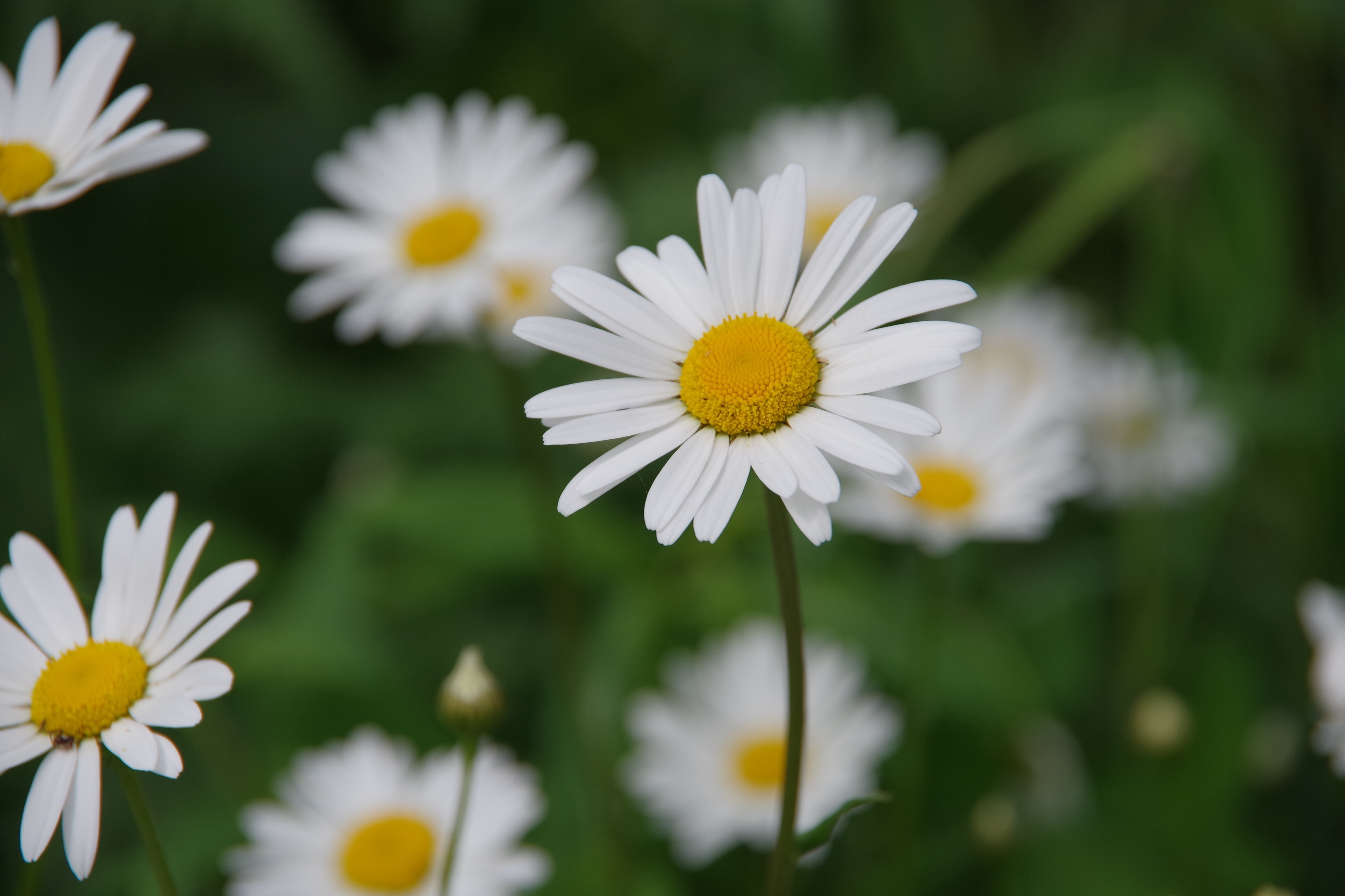 Dacha Flowers Summer free image download