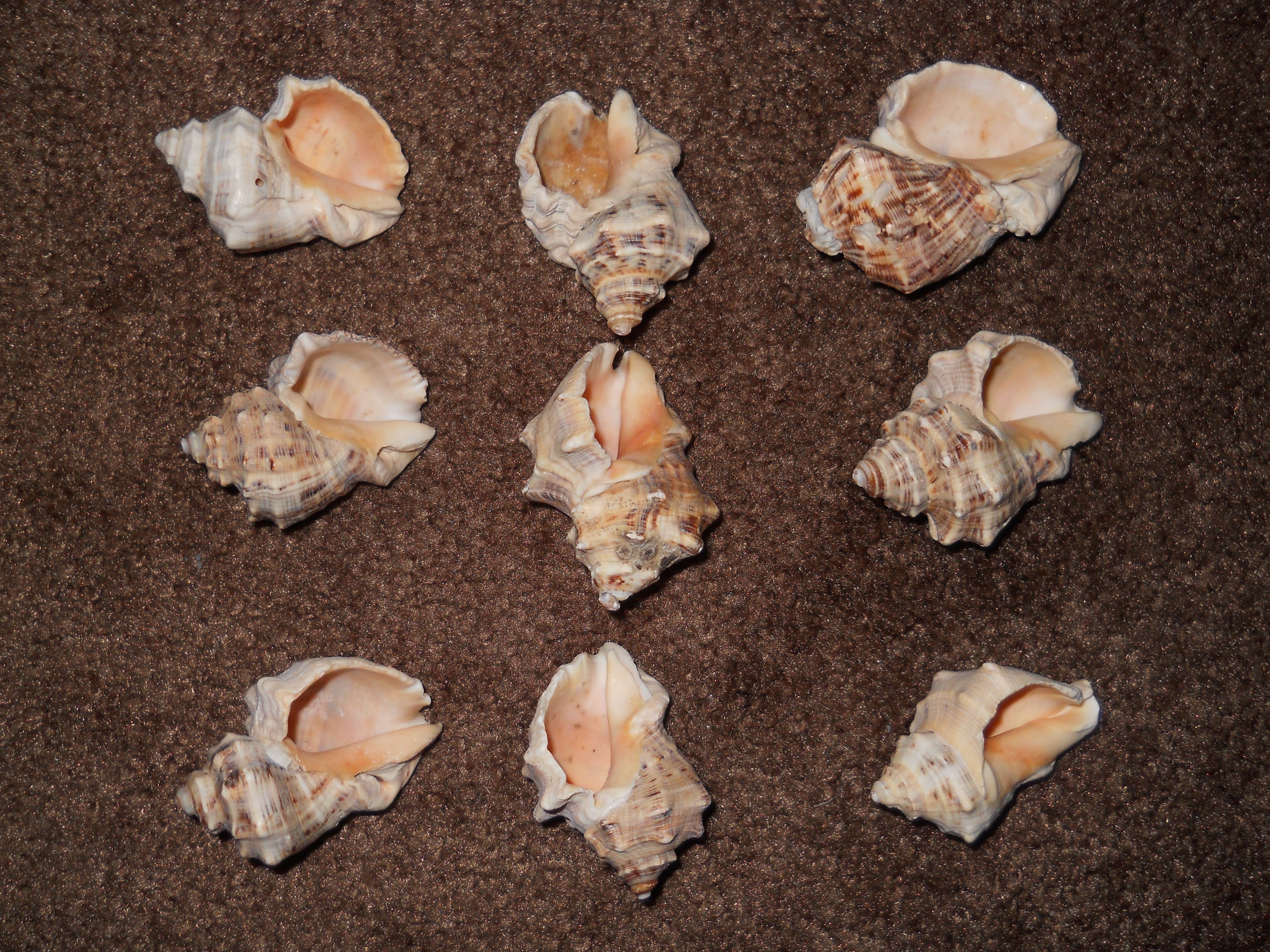 Shells Carpet free image download