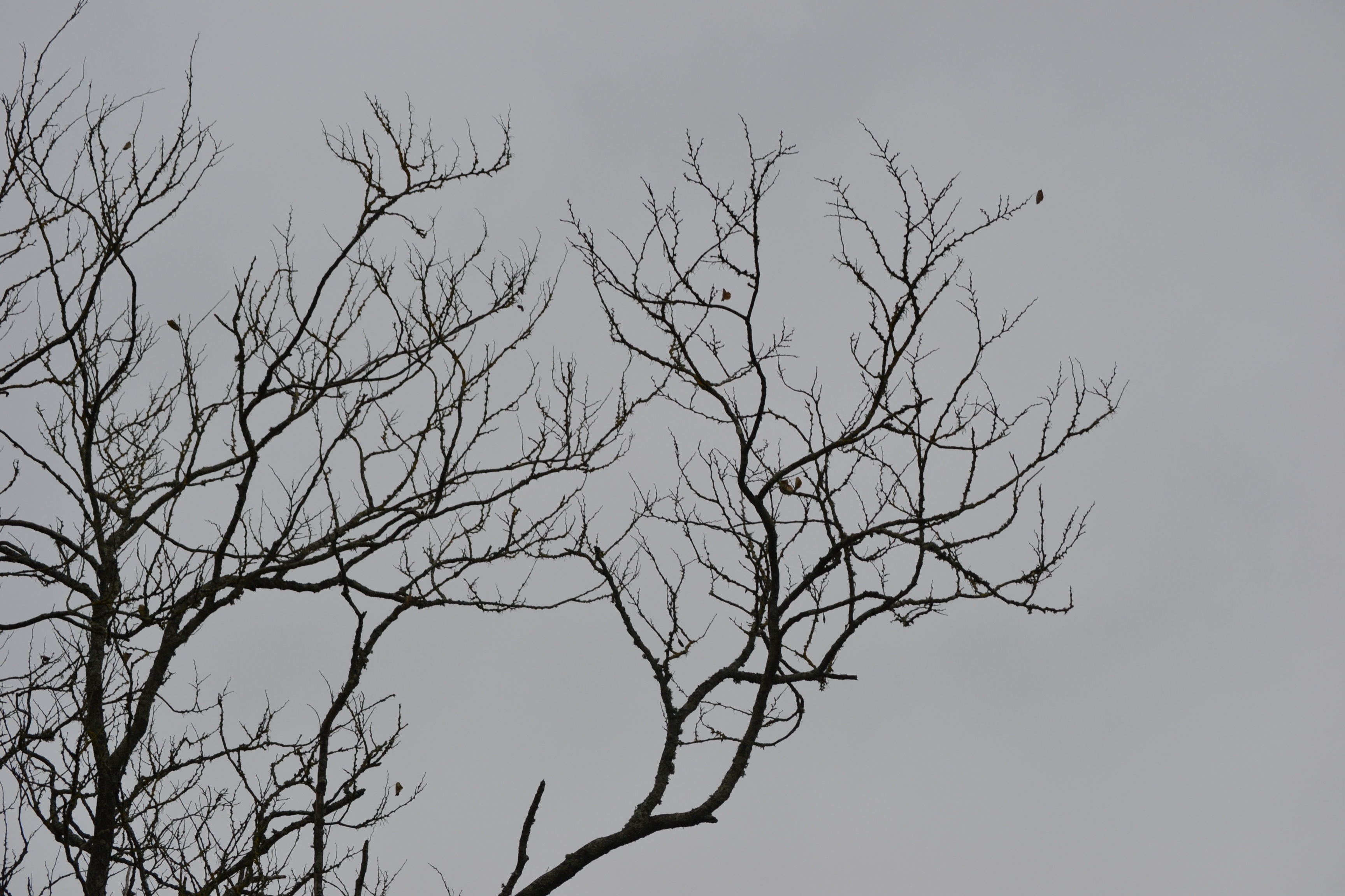 Dead Branches Winter free image download