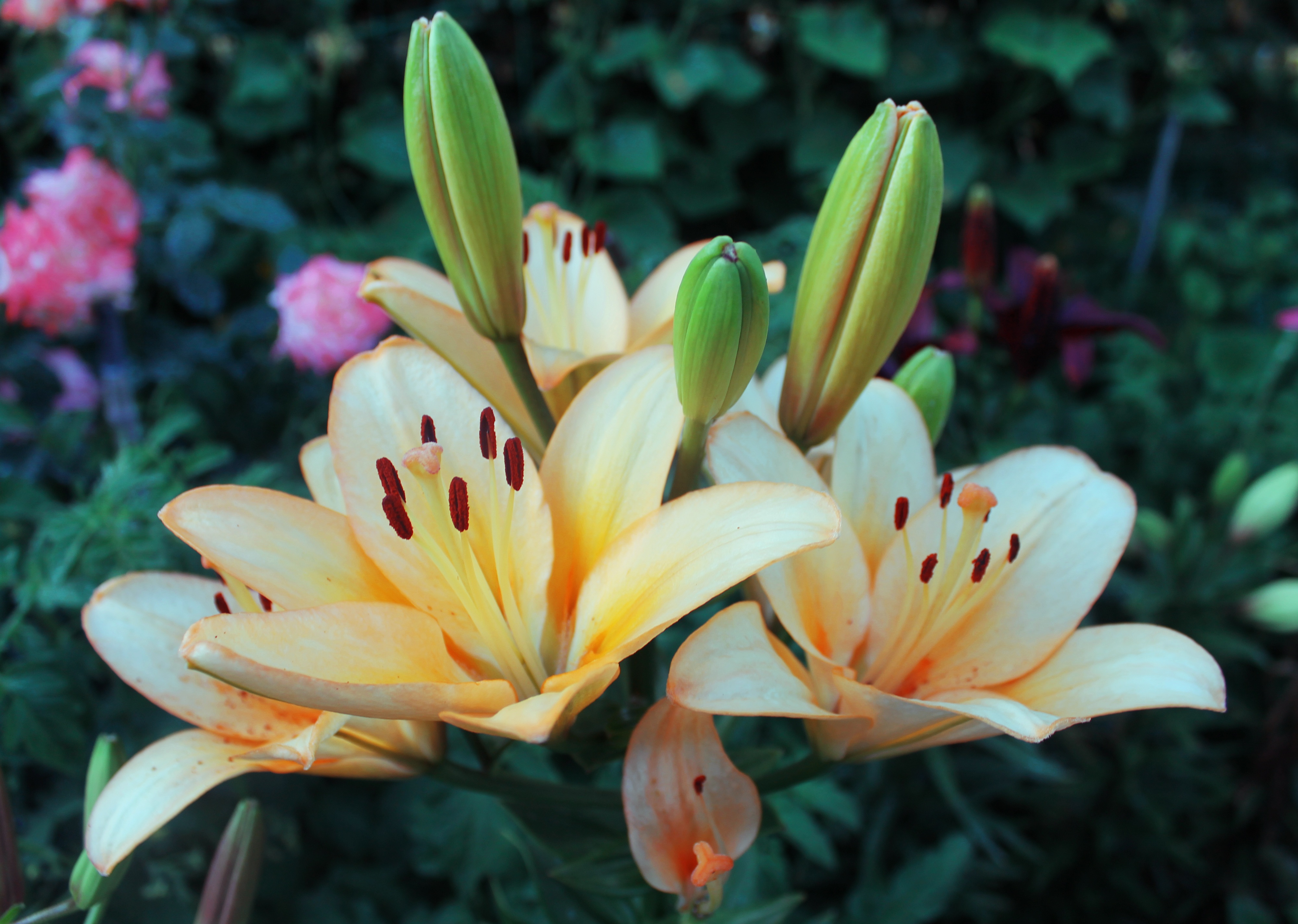 Flowers Lily Macro Photography free image download