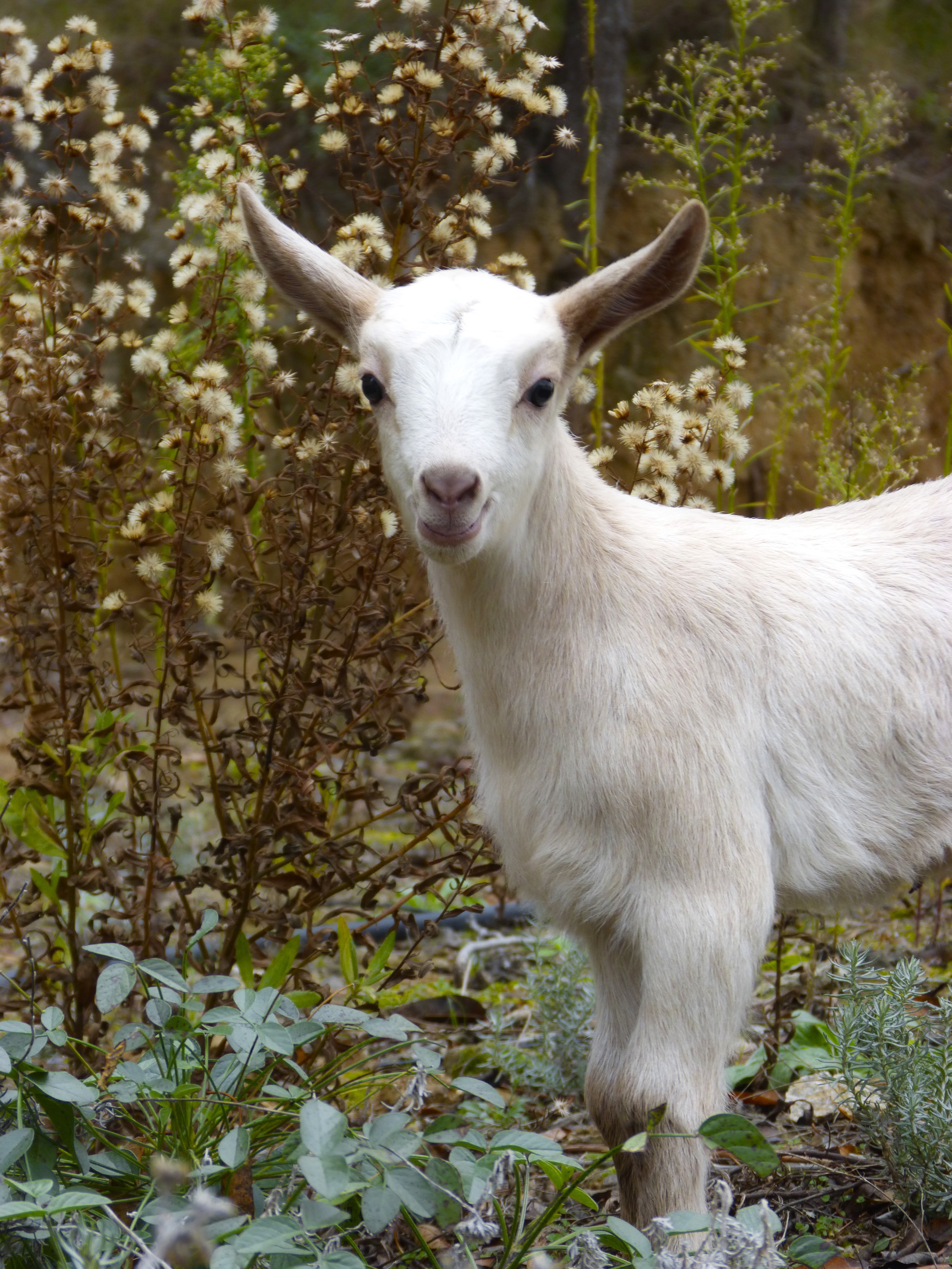 Cabrita Kid Goat free image download