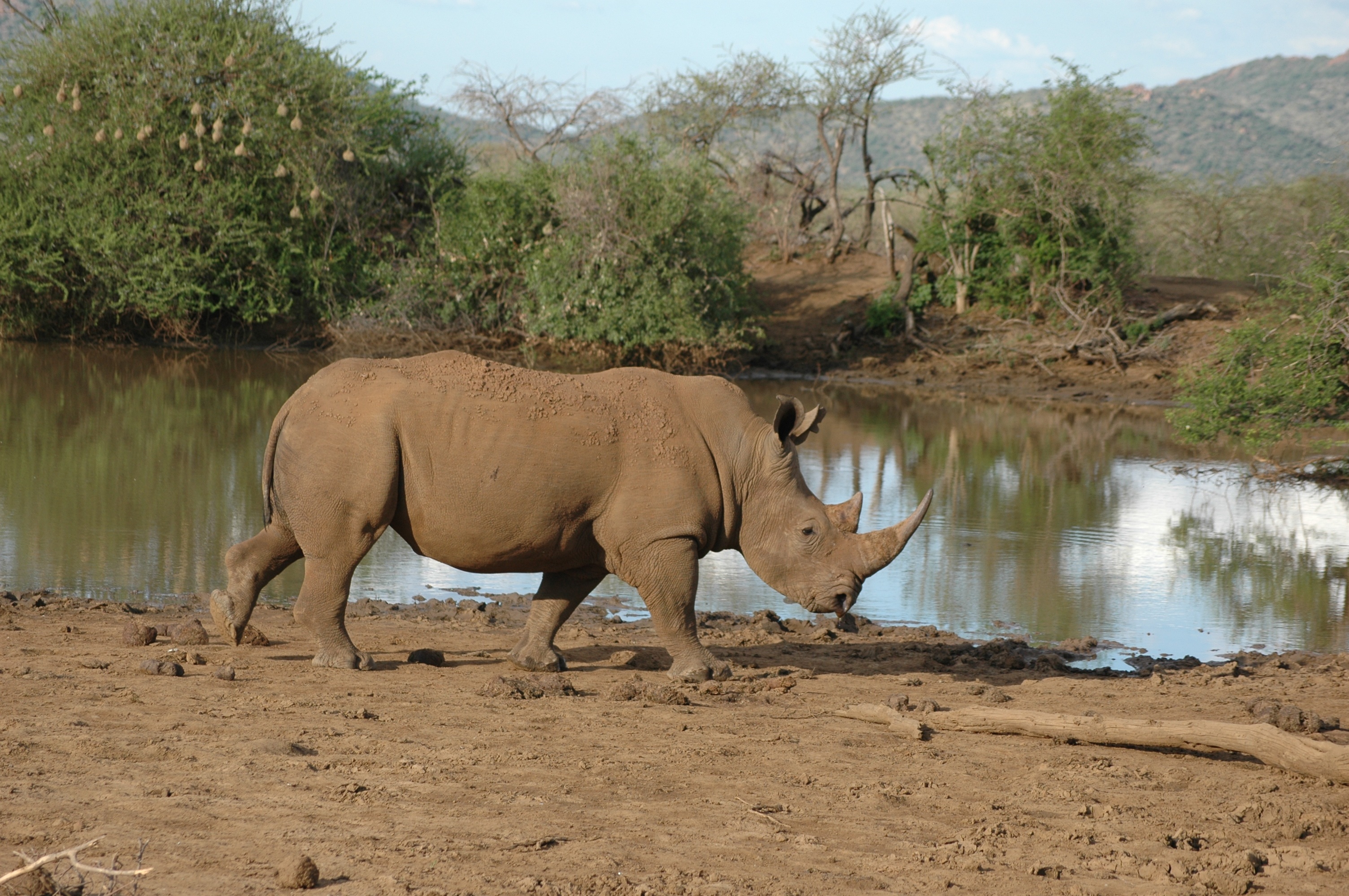 Rhino South Africa Wildlife free image download