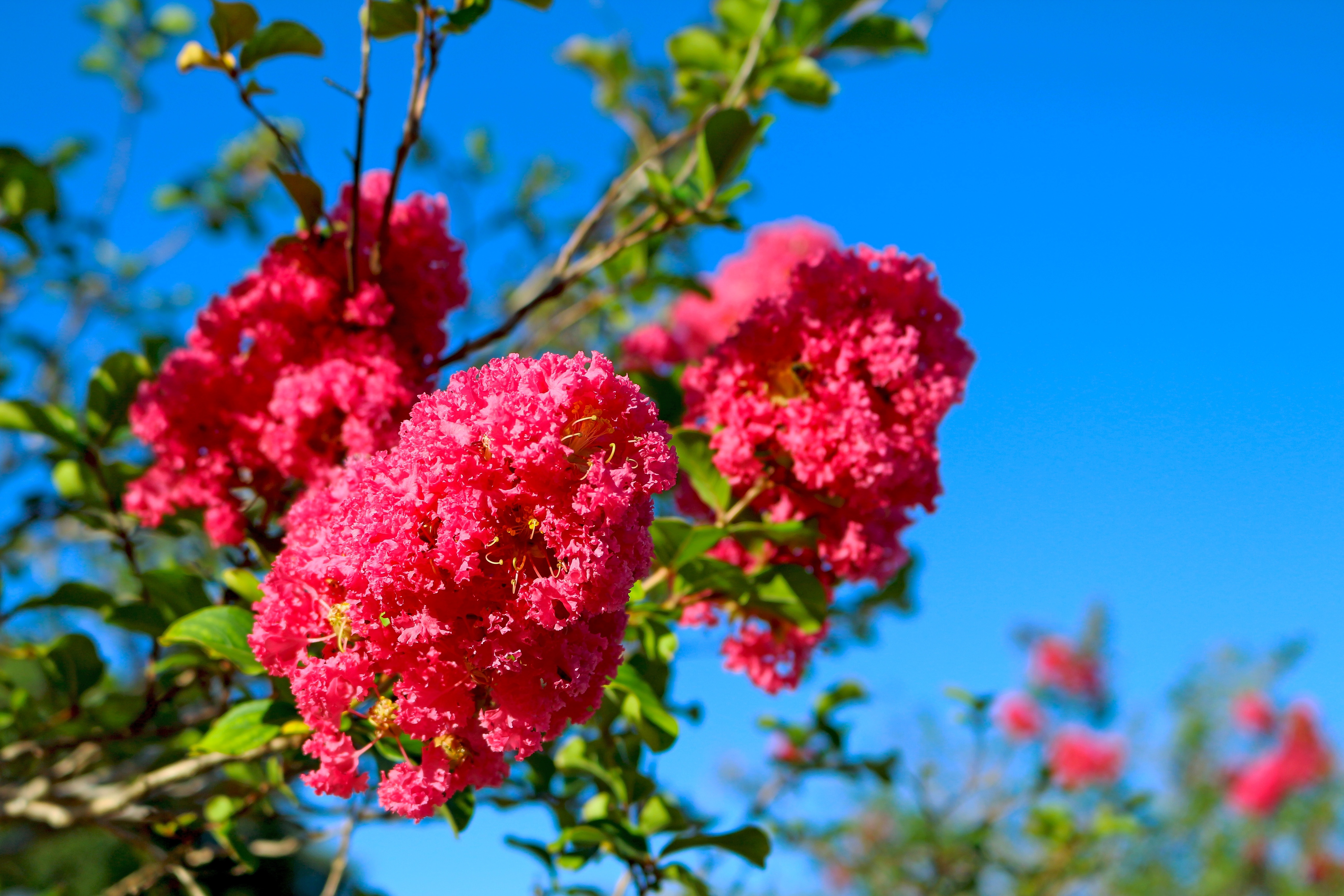 Flowers Lagerstroemia Indica free image download