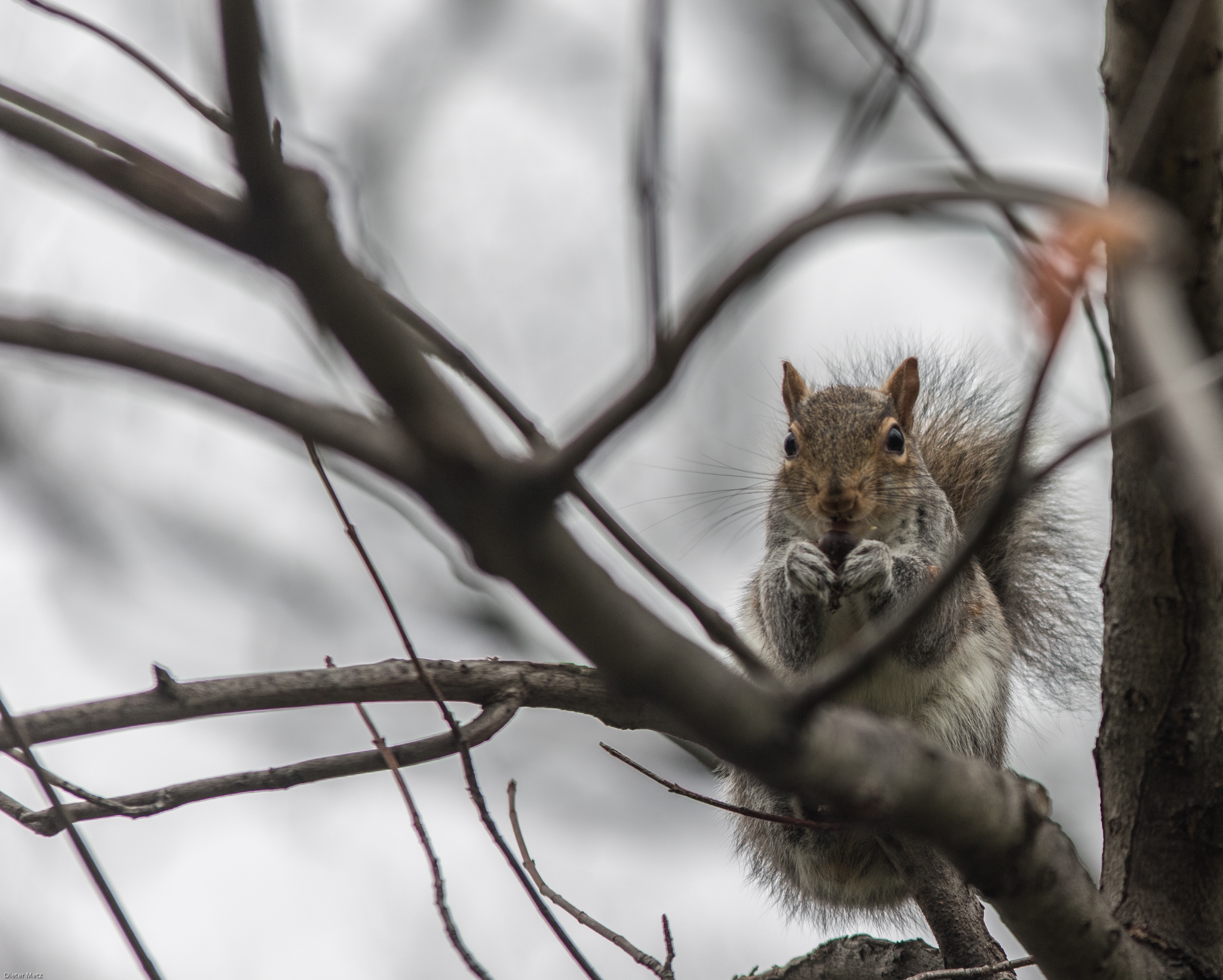 Squirrel Winter Tree free image download