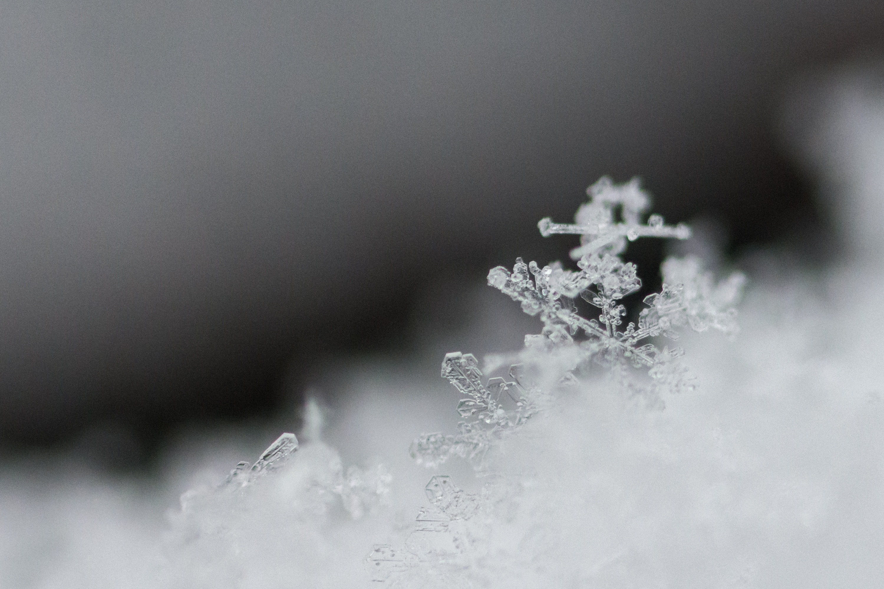 Snow Snowflake Macro free image download