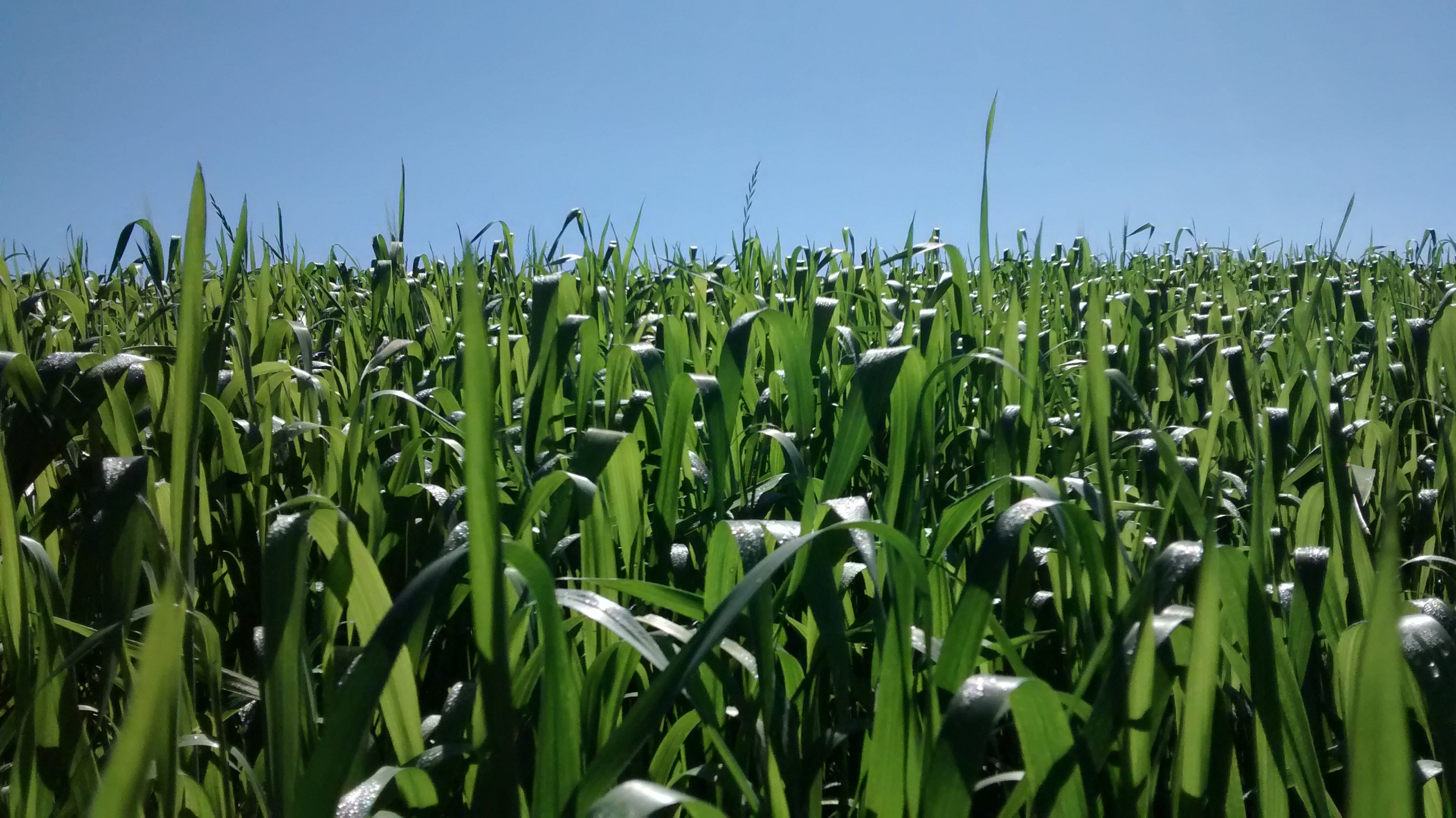 Corn Agriculture free image download