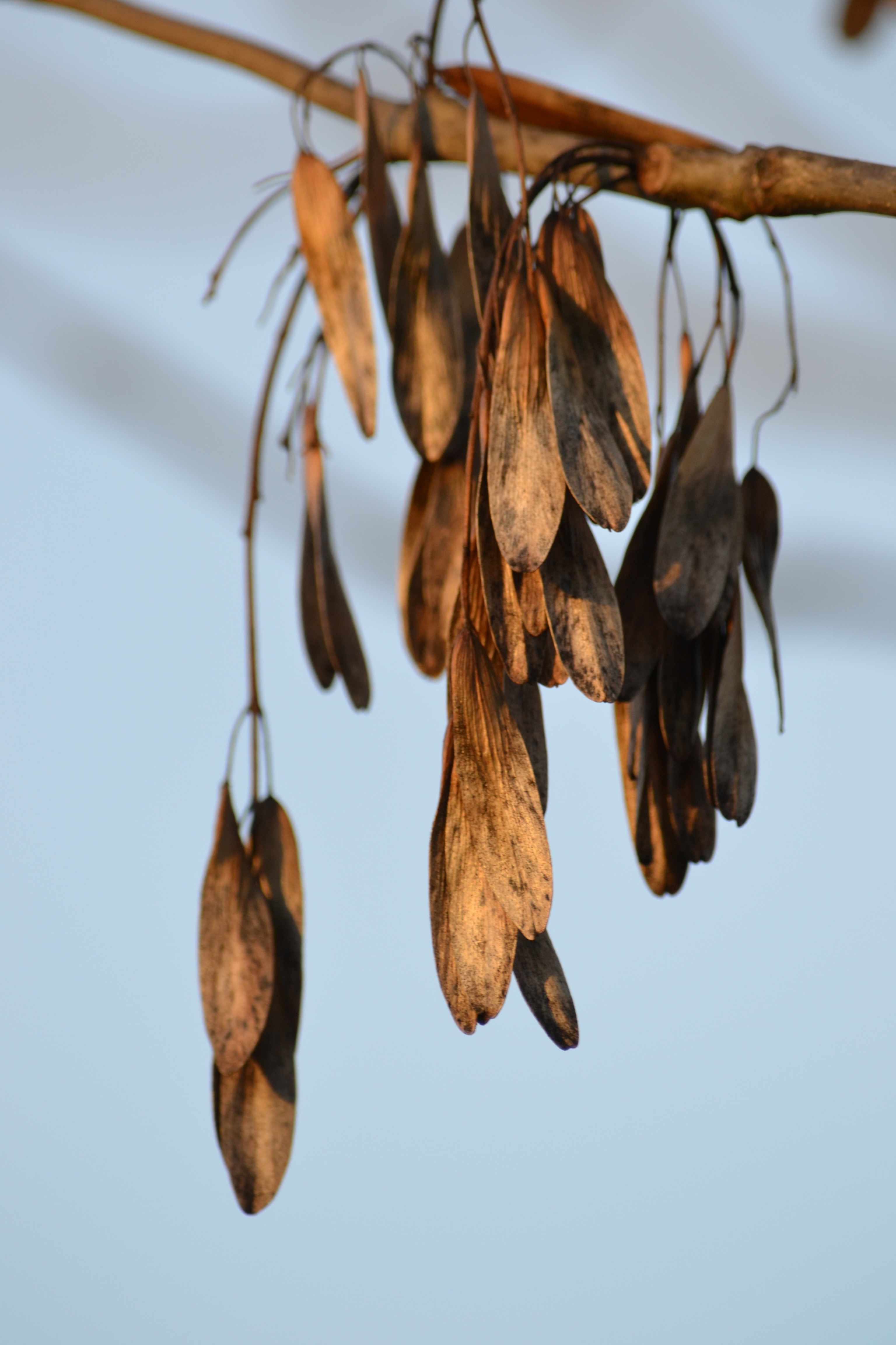 Ash Seeds Dry free image download