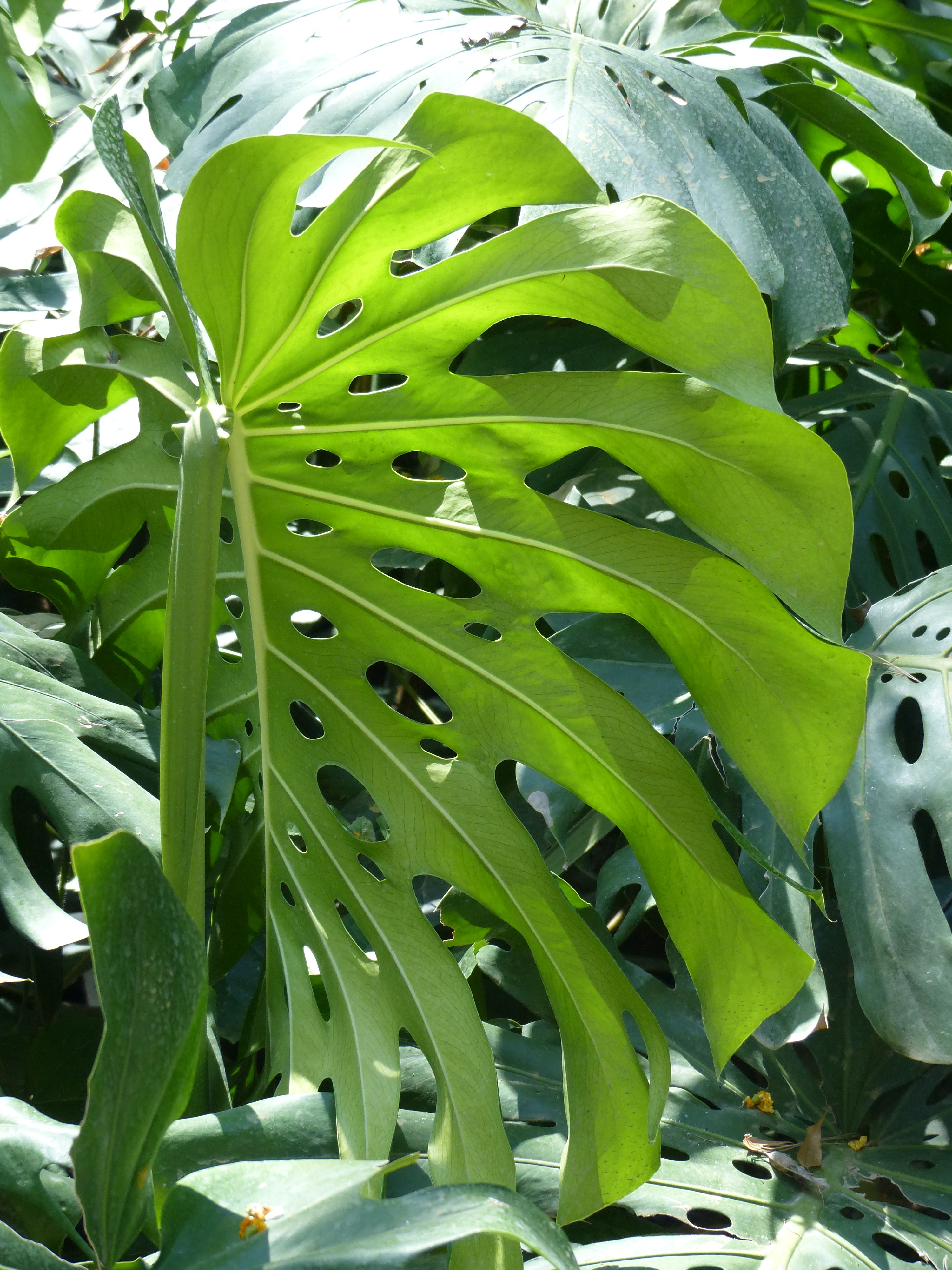 Backlighting Digitate Reflection free image download