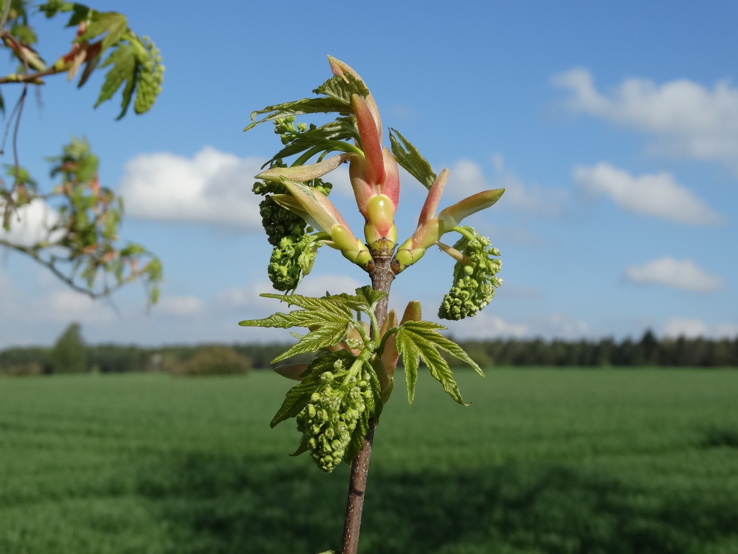 Maple tree Spring Sprouts with buds close up free image download