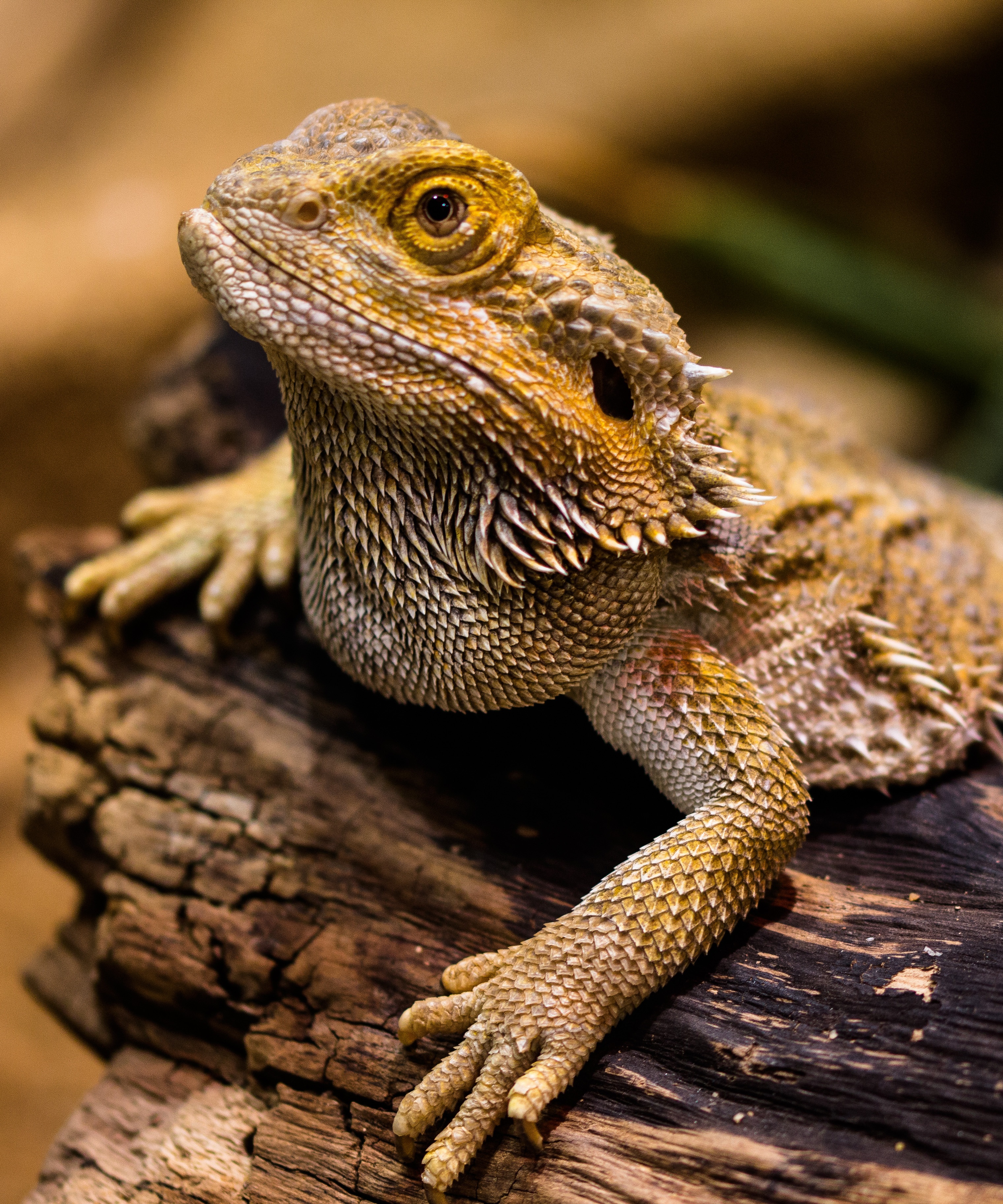 Lizard Agame Reptile free image download