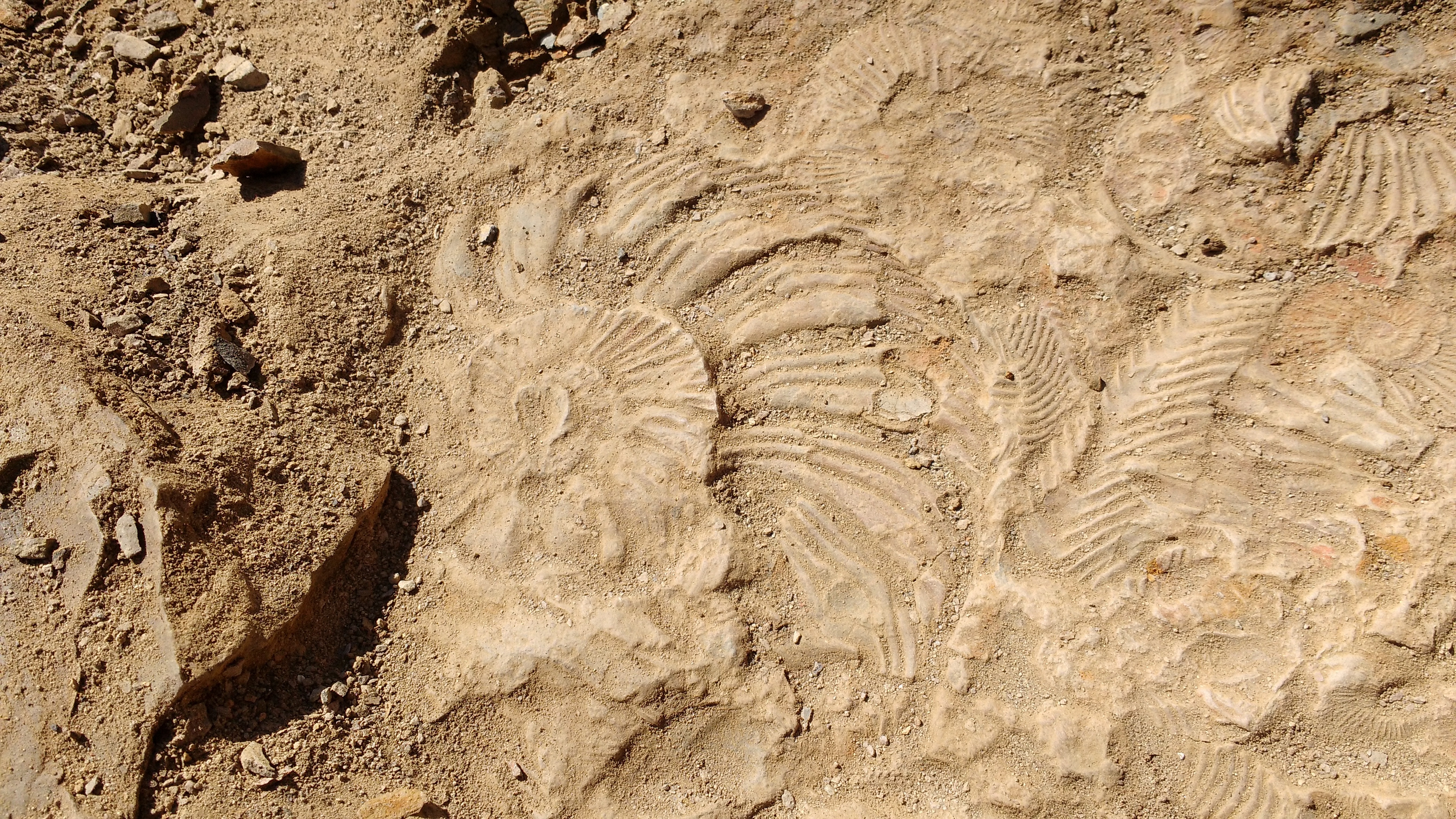 Fossil Stone free image download