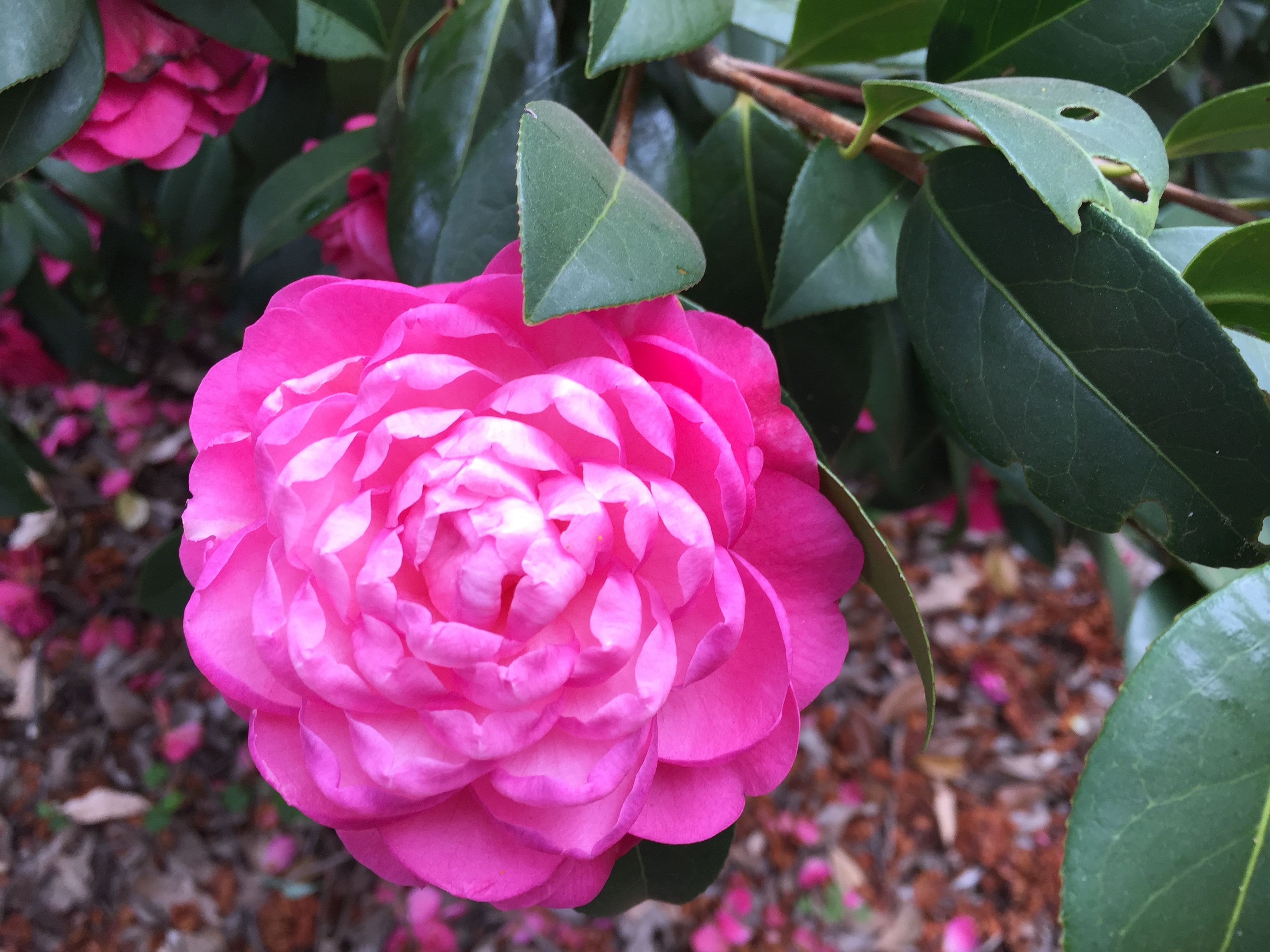 Australia Flowers free image download