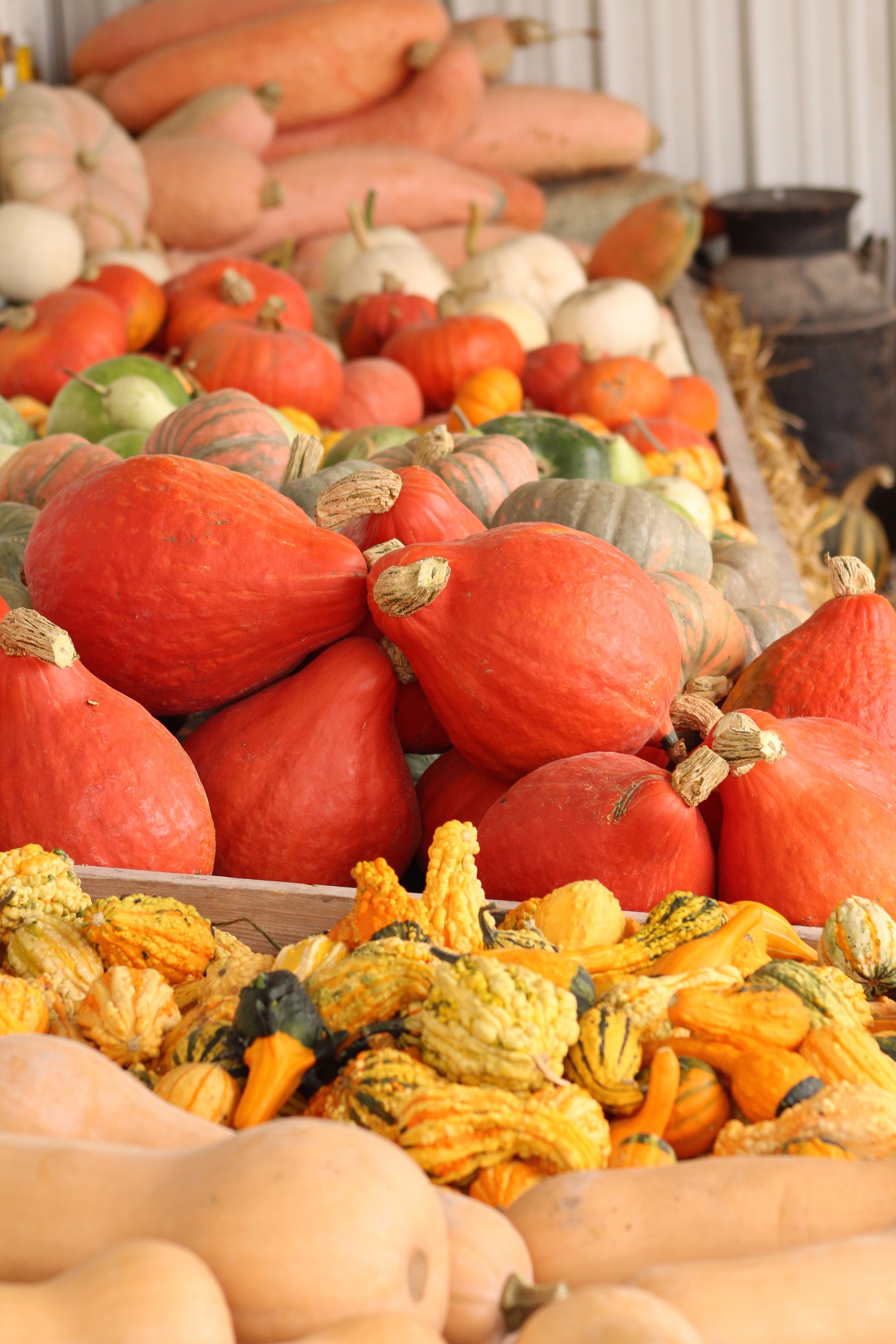 Gourds Fall free image download